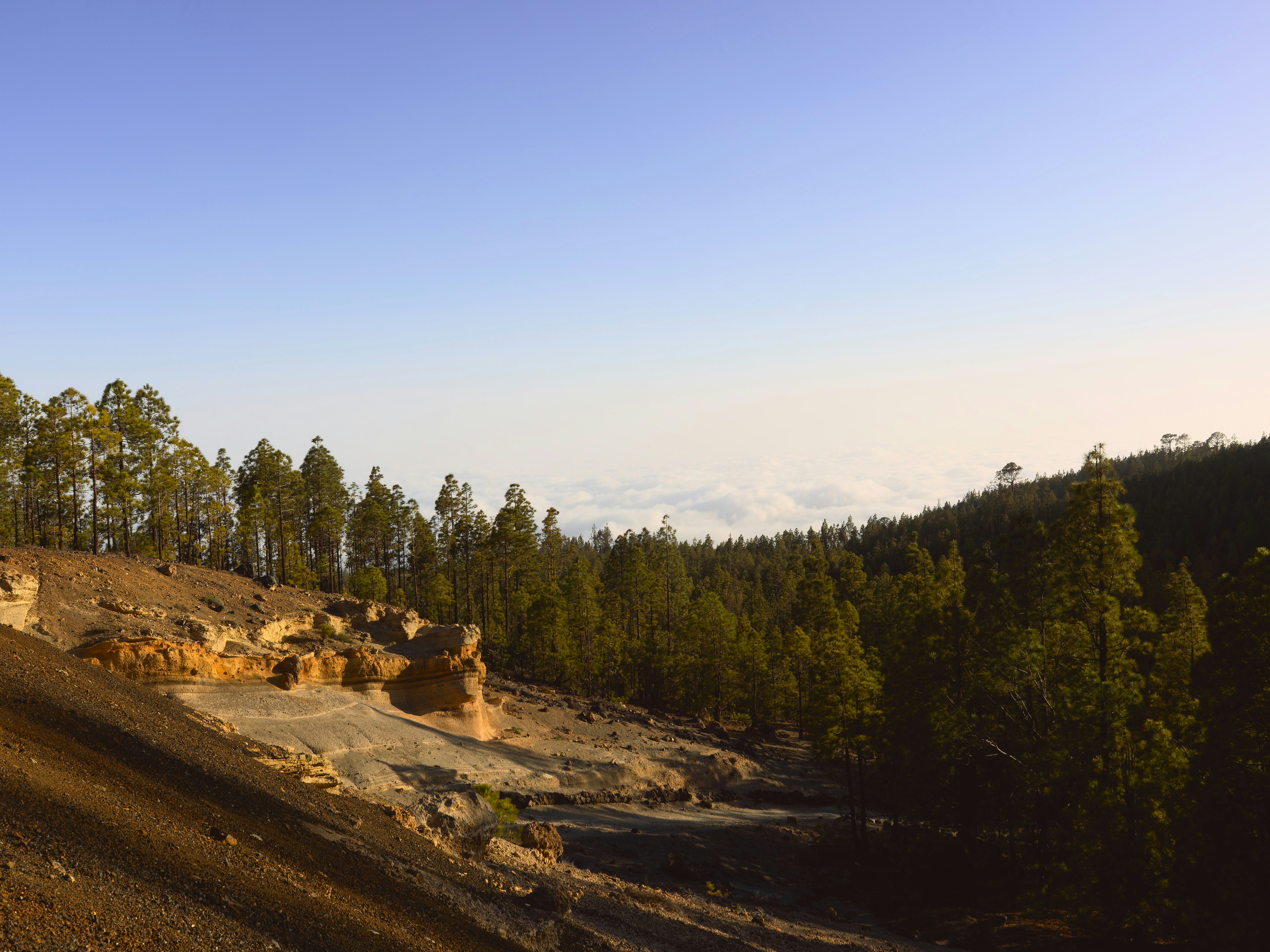 Sunlit Mesa Edge at Distant Evergreen Ridge