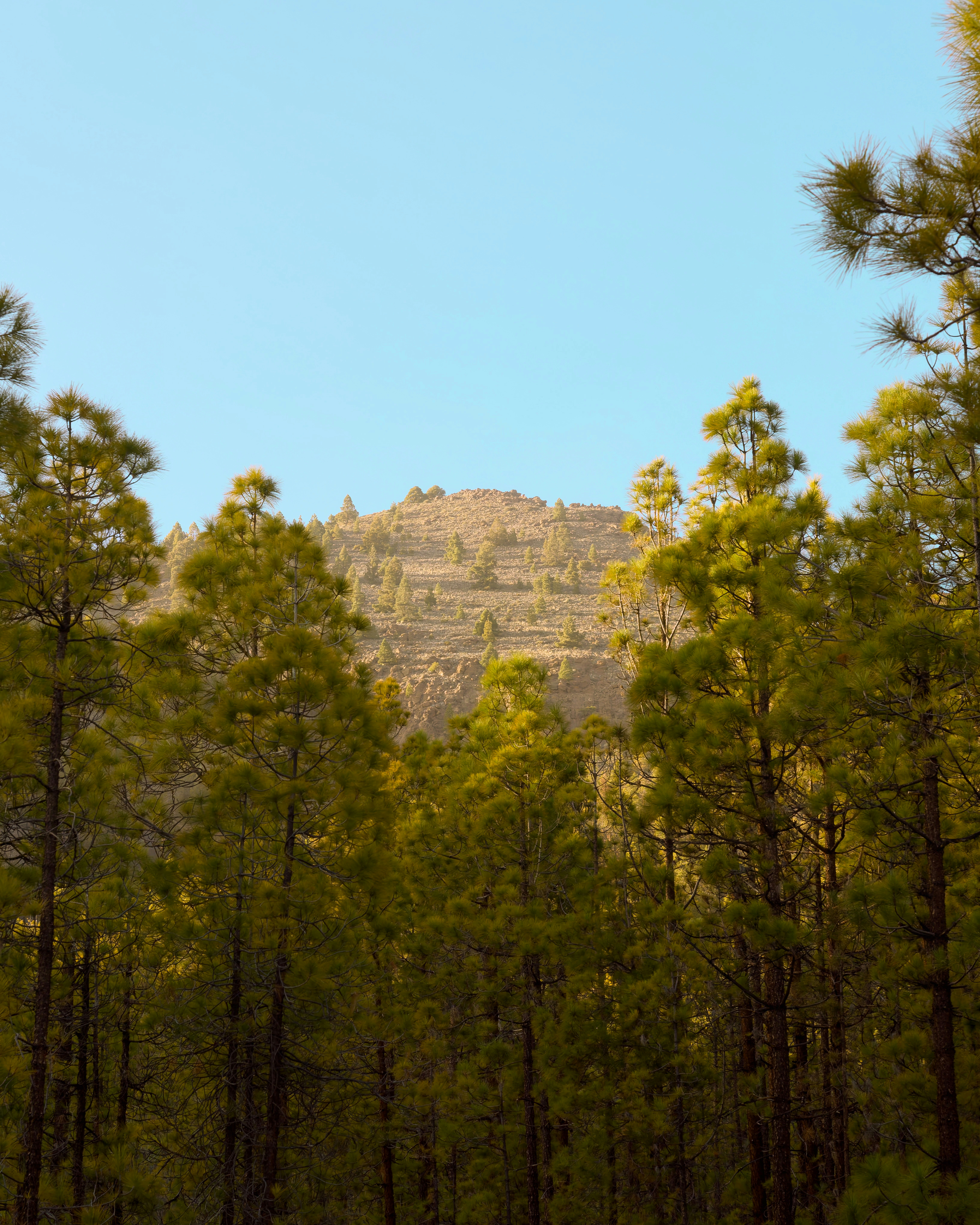 Sunlit Peak through Pines