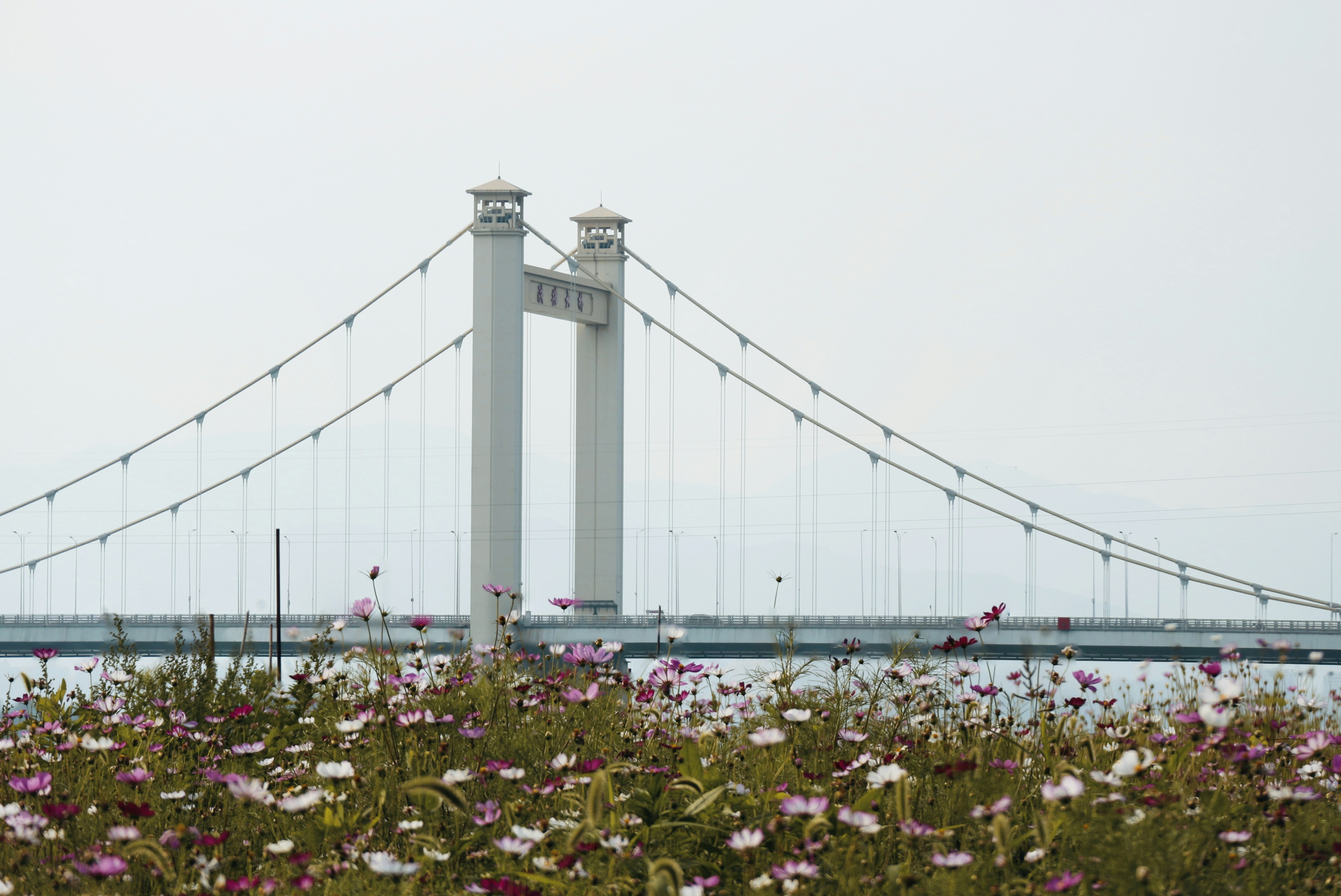 Bridge Towers Above a Field of Pink and White Blooms