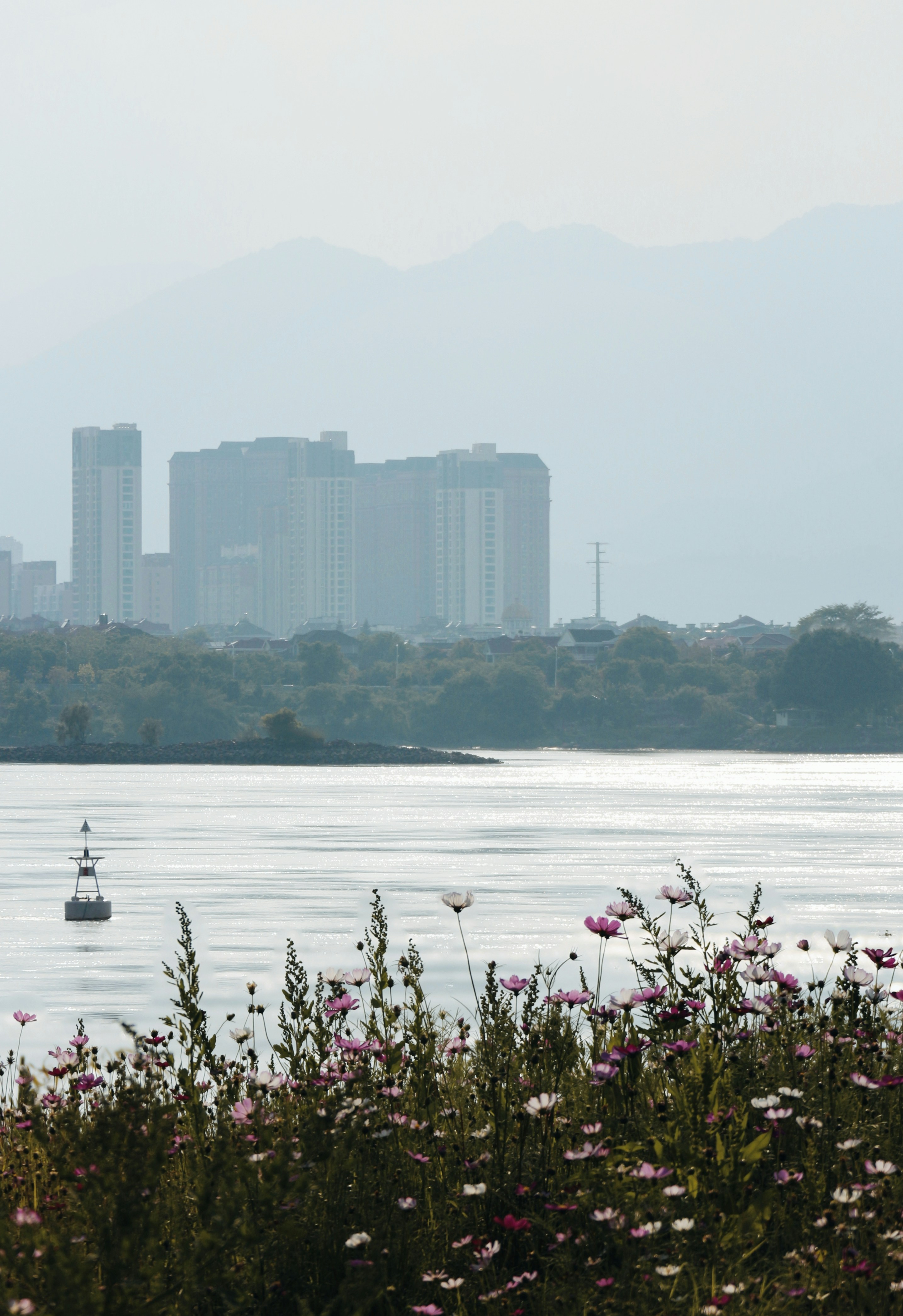 Mist over the city: bloom in the foreground with distant towers