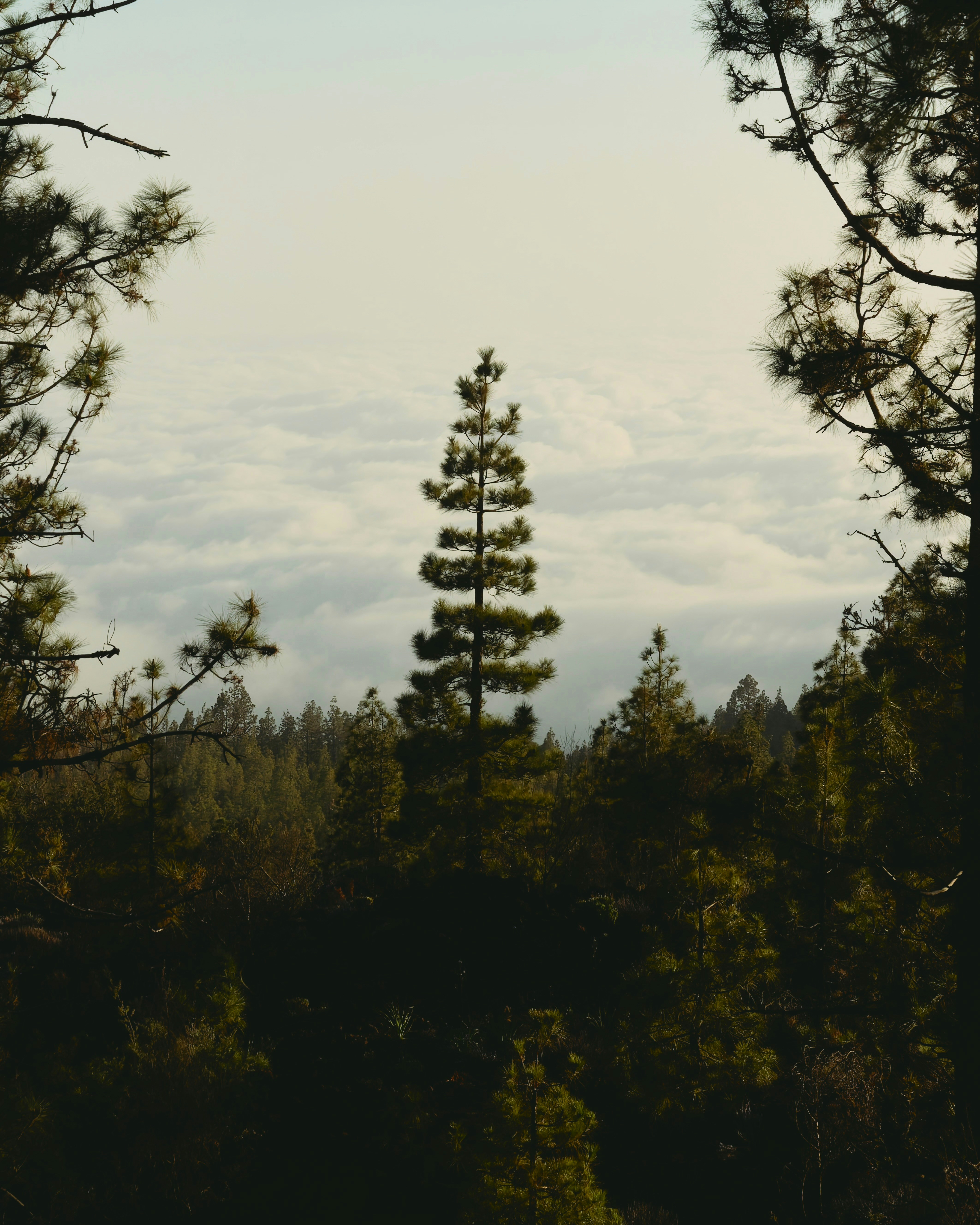 Tree Sentinel Above the Clouds