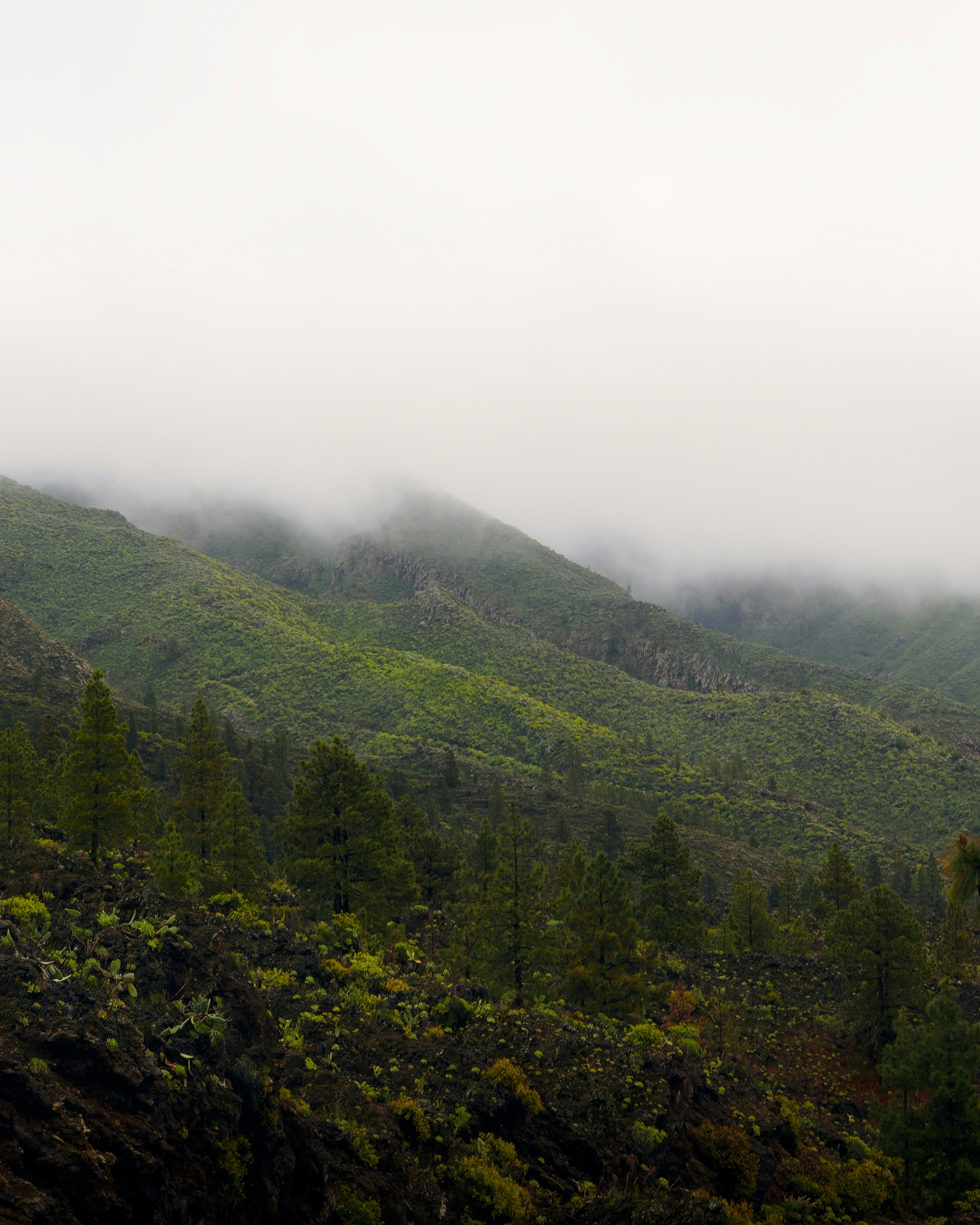 Mist over Green Ridges: Dawn Veil in a Mountain Forest