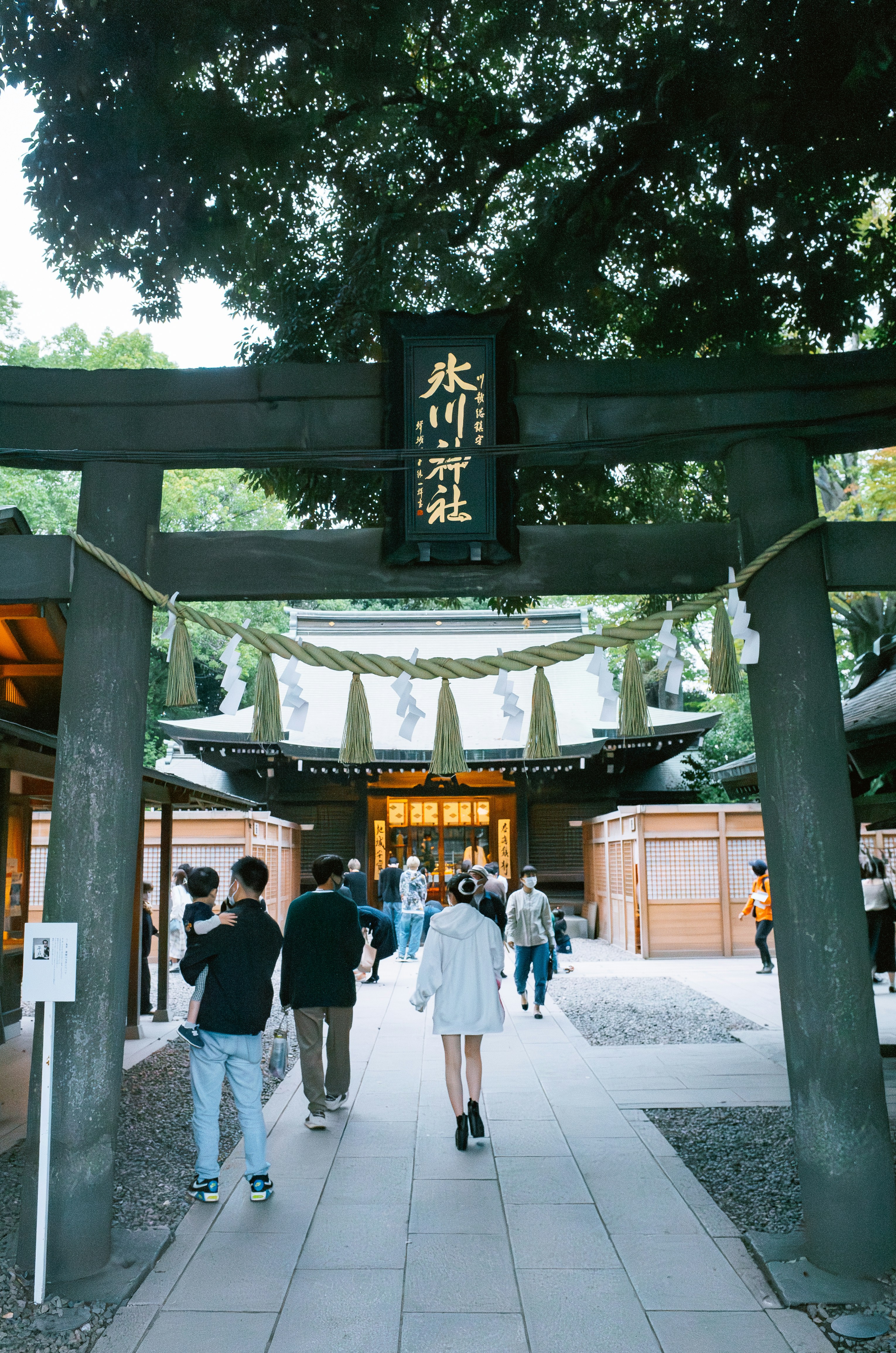 Torii Gate to Tranquil Shrine: A Walk Toward the Sacred Hall