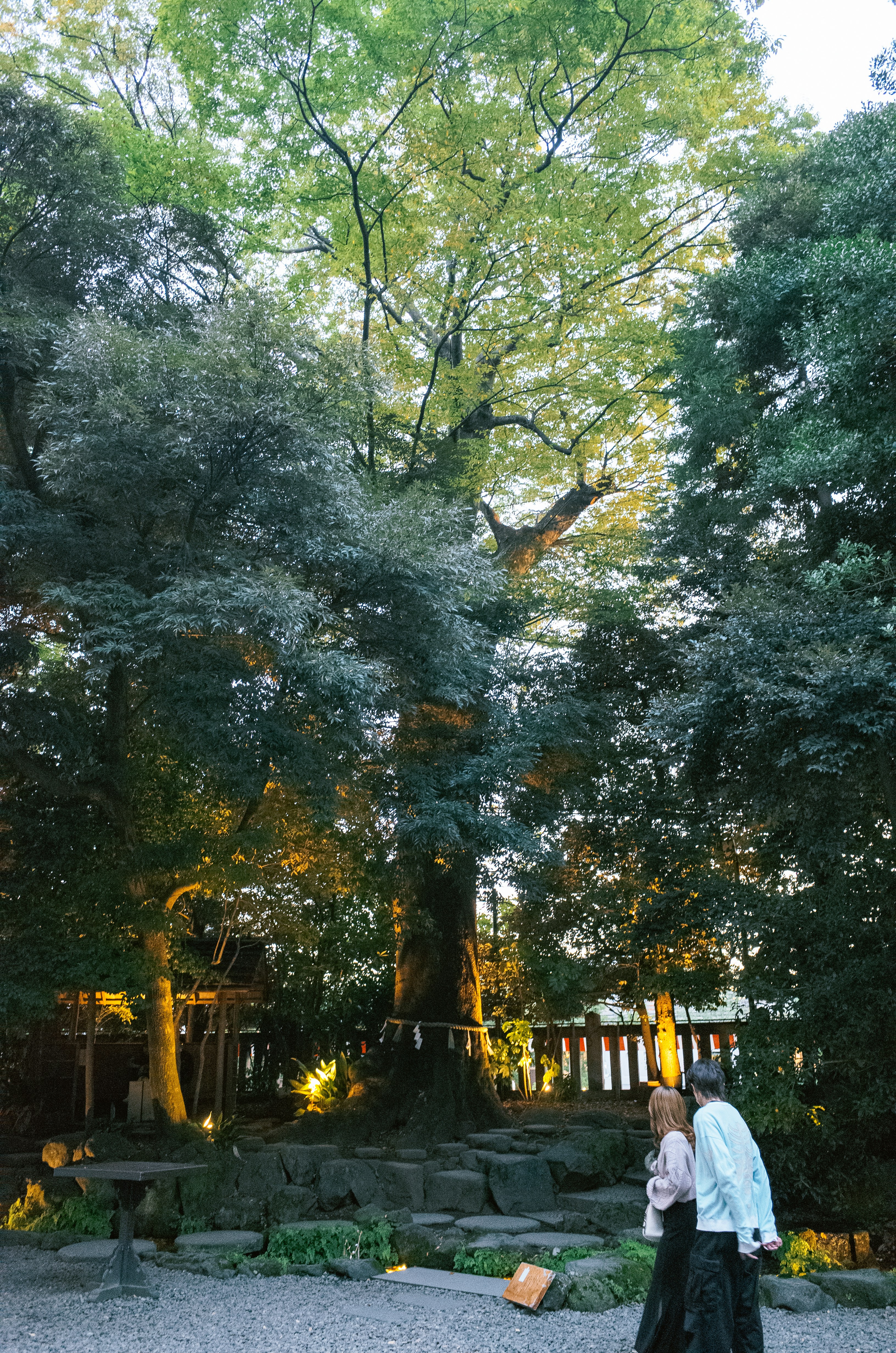 Two people admire a large ancient tree at dusk.