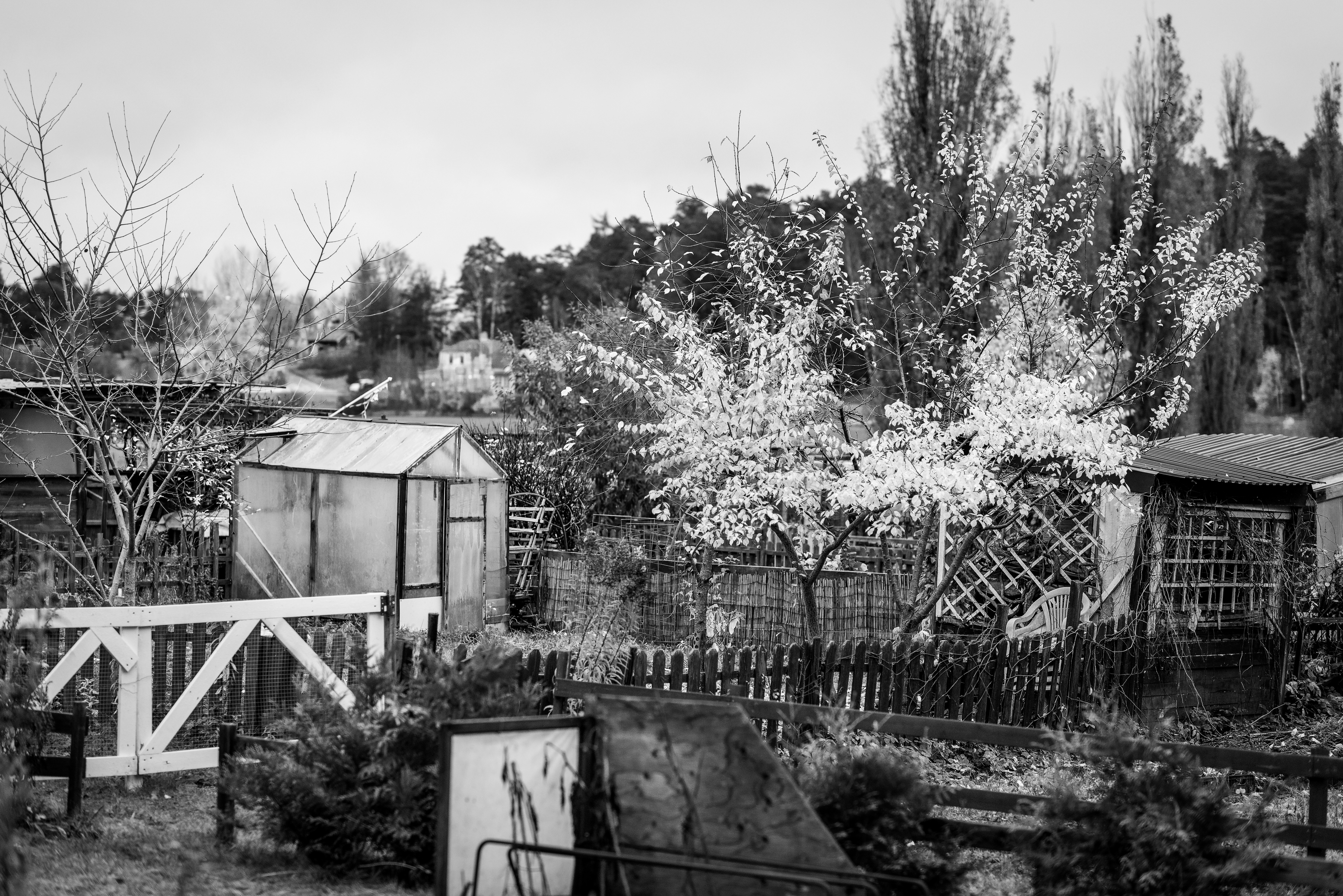 Spring in the Walled Garden: Blossoms Amid Wood and Wire