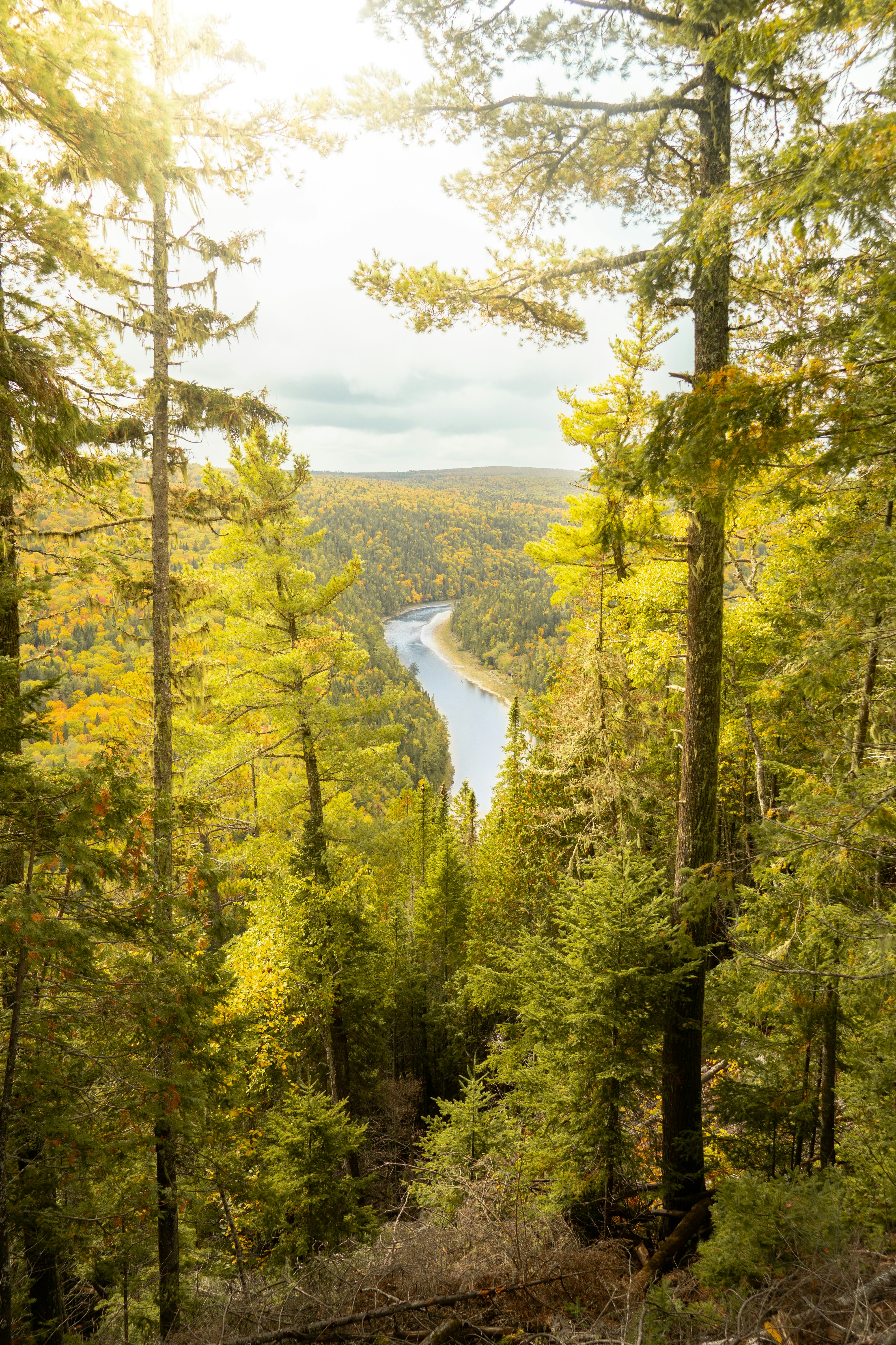 Autumn River between Golden Pines: A Valley Vista