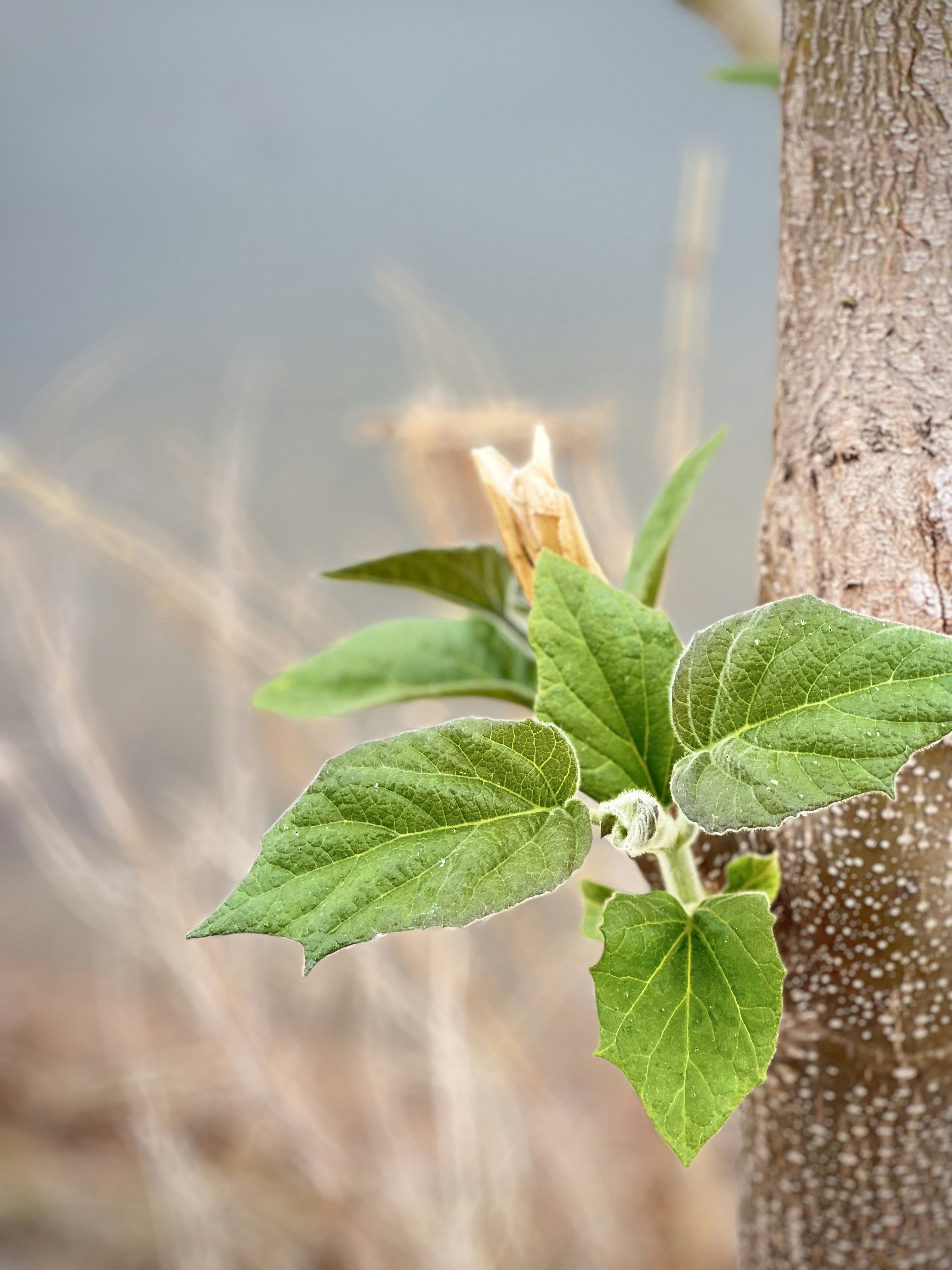 Close-up on New Growth Anchored to Bark