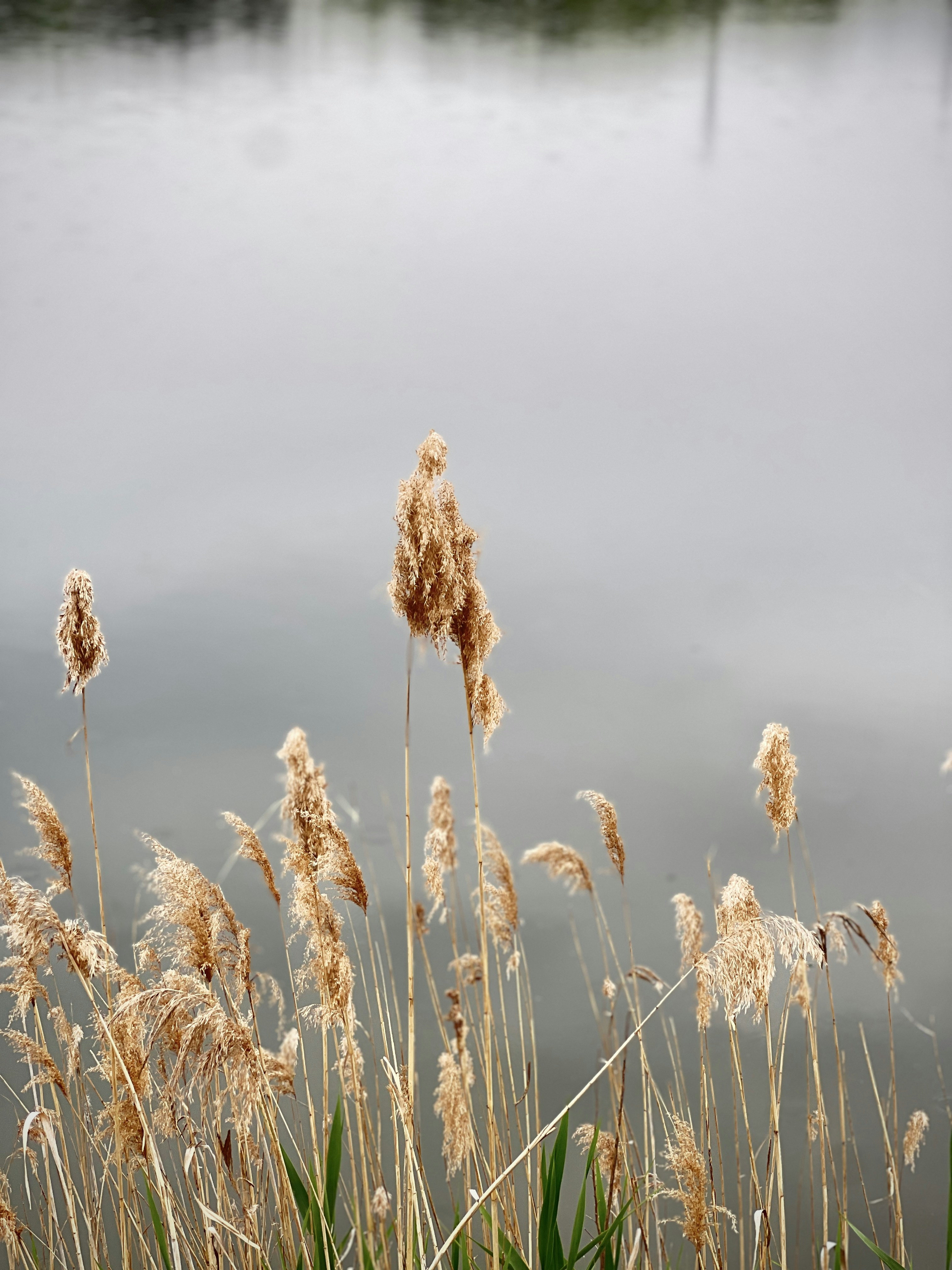 Golden Reeds at Soft Waterline