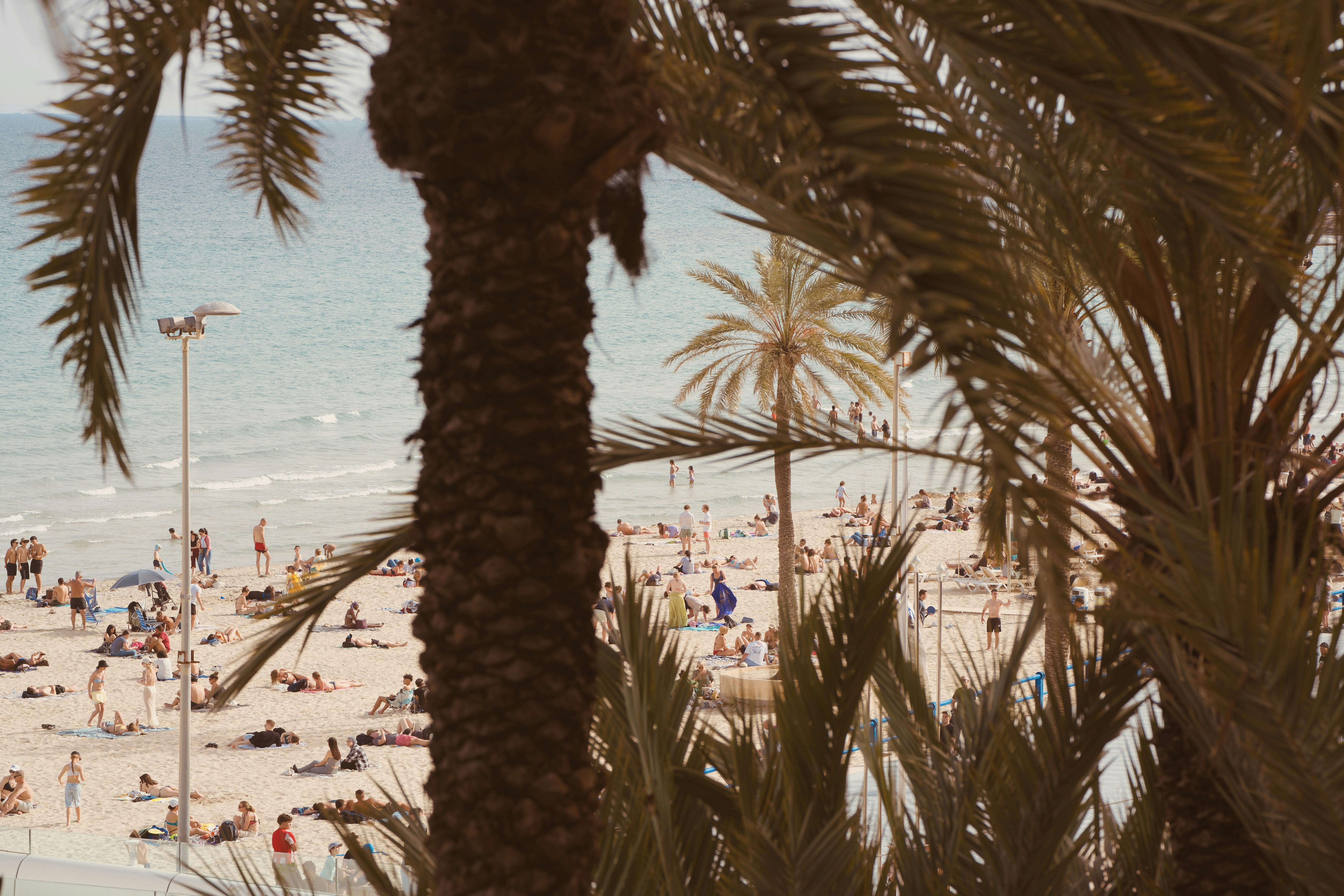 Framing the Beach Through Palms: A Quiet Window to the Shore