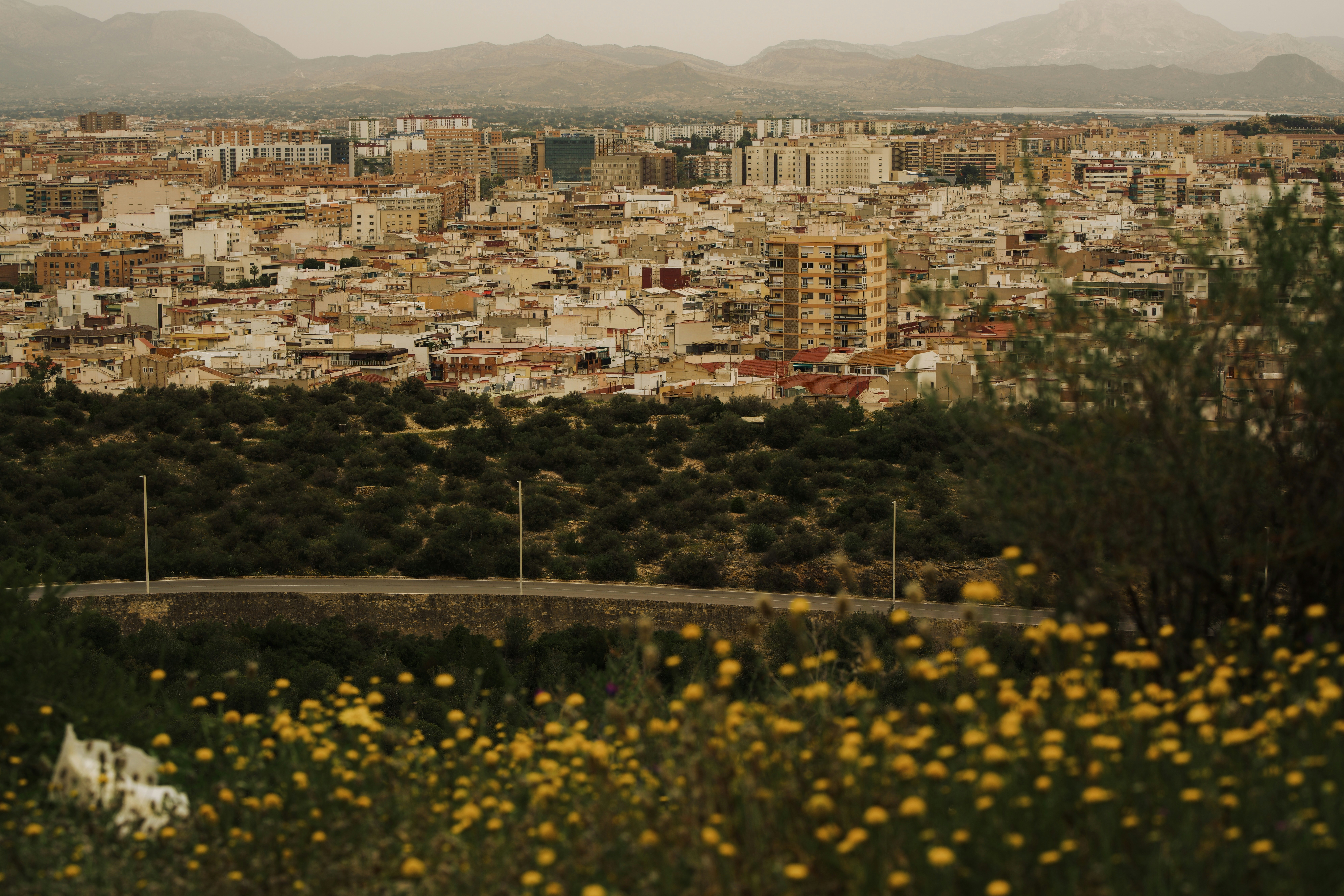 Horizon of Terracotta Rooftops Beyond a Field of Wildflowers