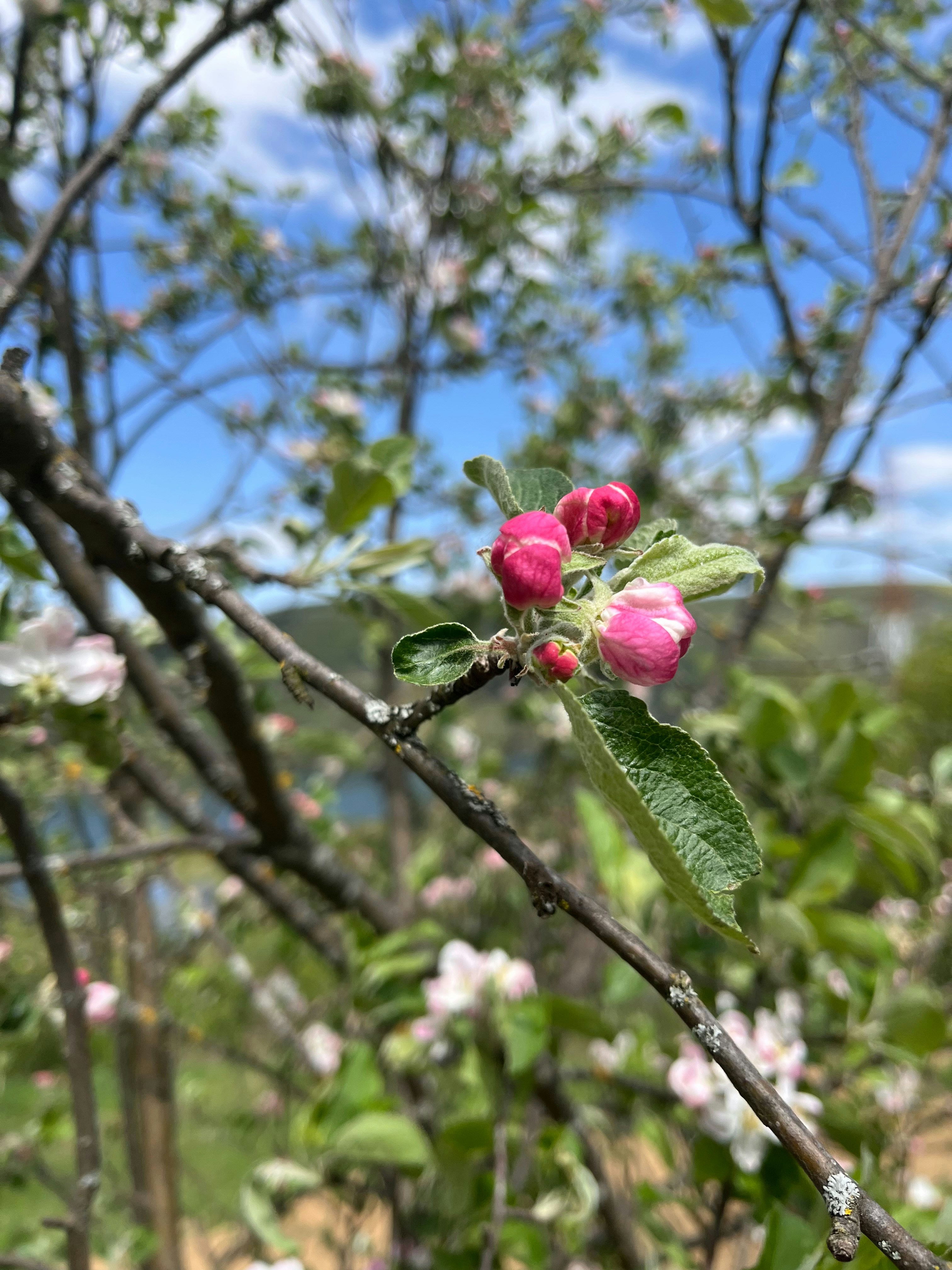 Pink Buds On a Branch Reaching Toward Sunlit Sky