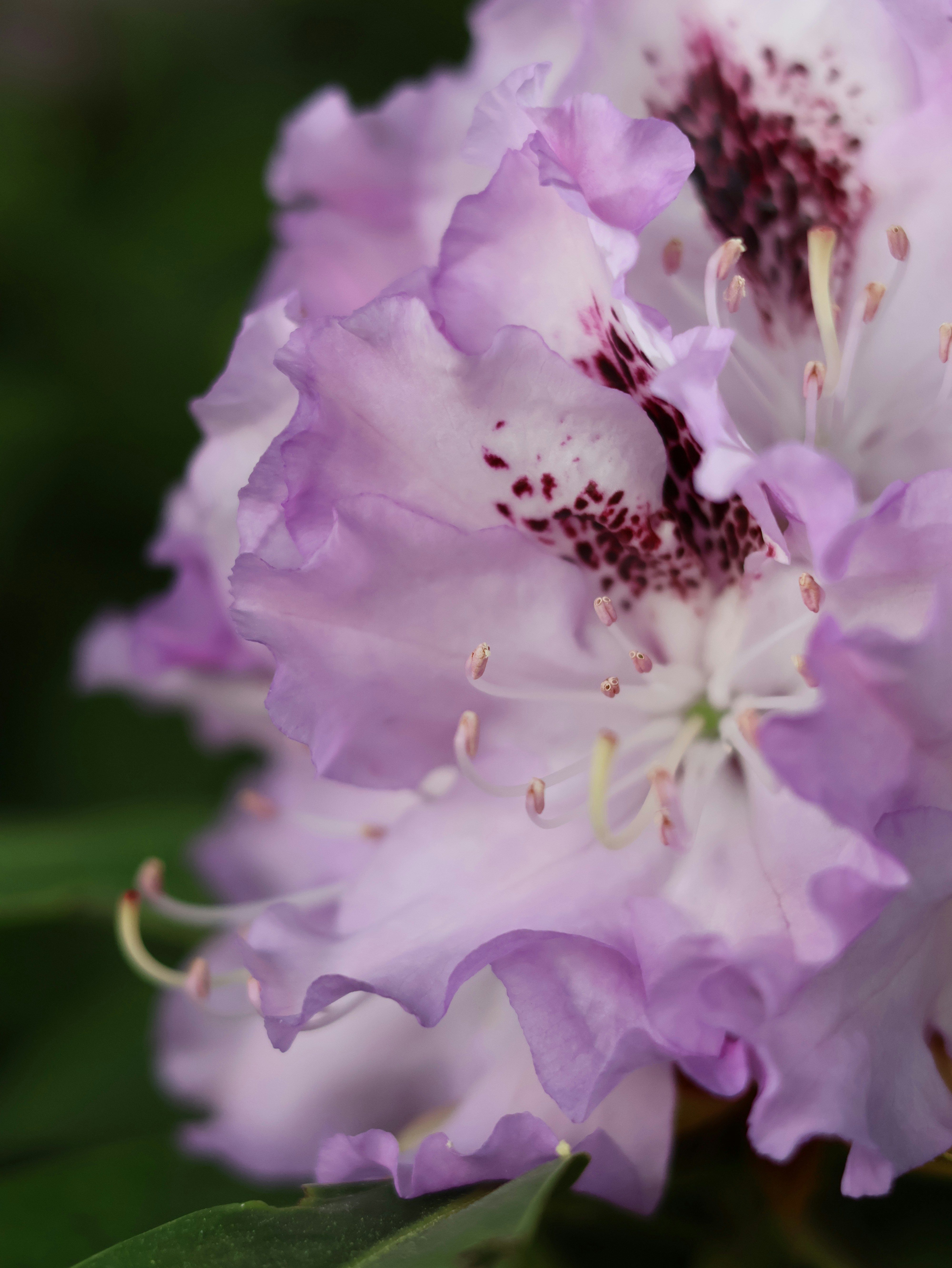 Lilac Petal Crown: Close-Up of a Delicate Rhododendron Bloom