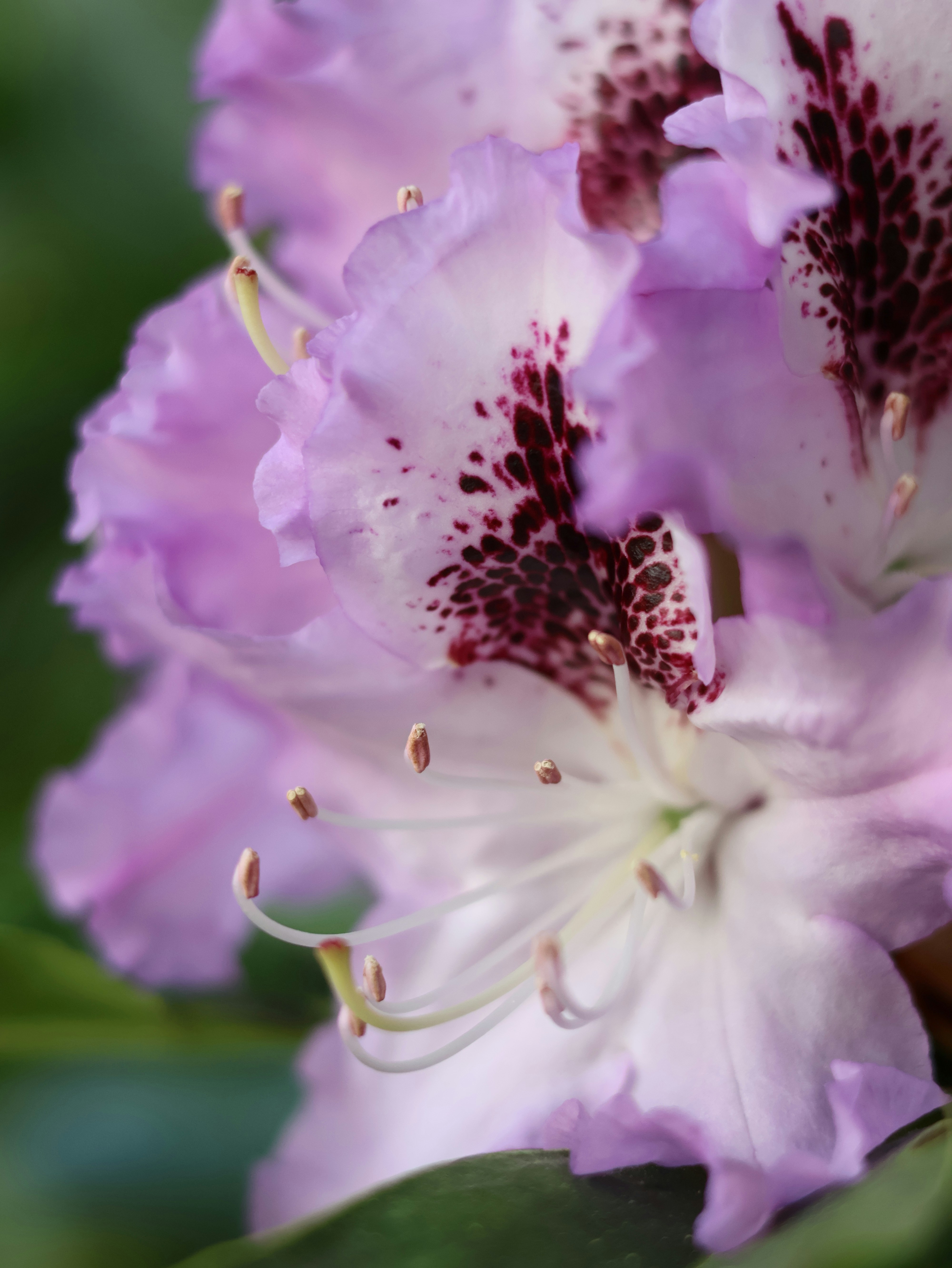 Purple Petals in Focus: A Close-Up of Stamen and Veined Corolla