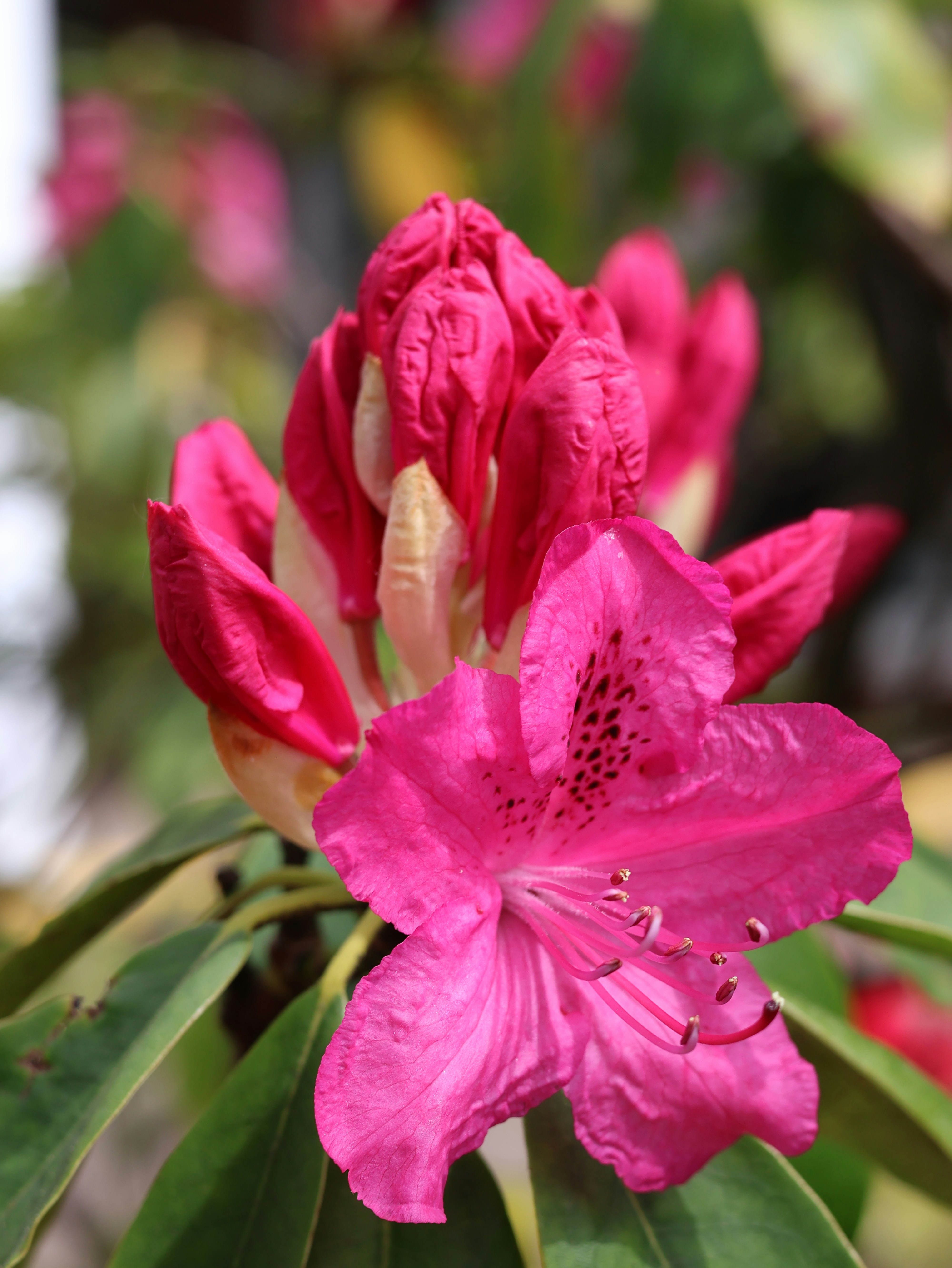 Pink Rhododendron Bloom Reaching Toward the Light
