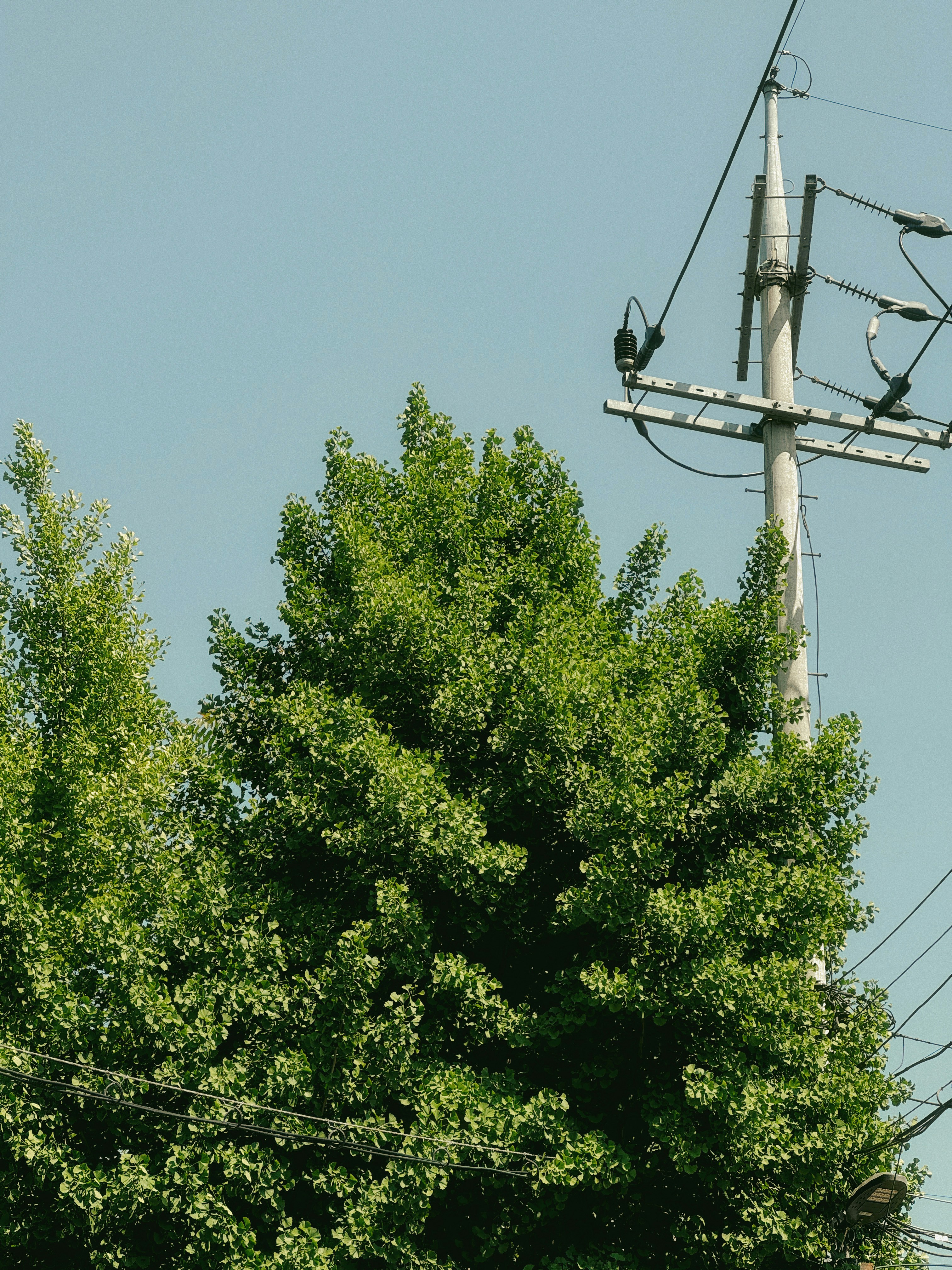 Power Lines and Cedar Crowned with a Utility Pole