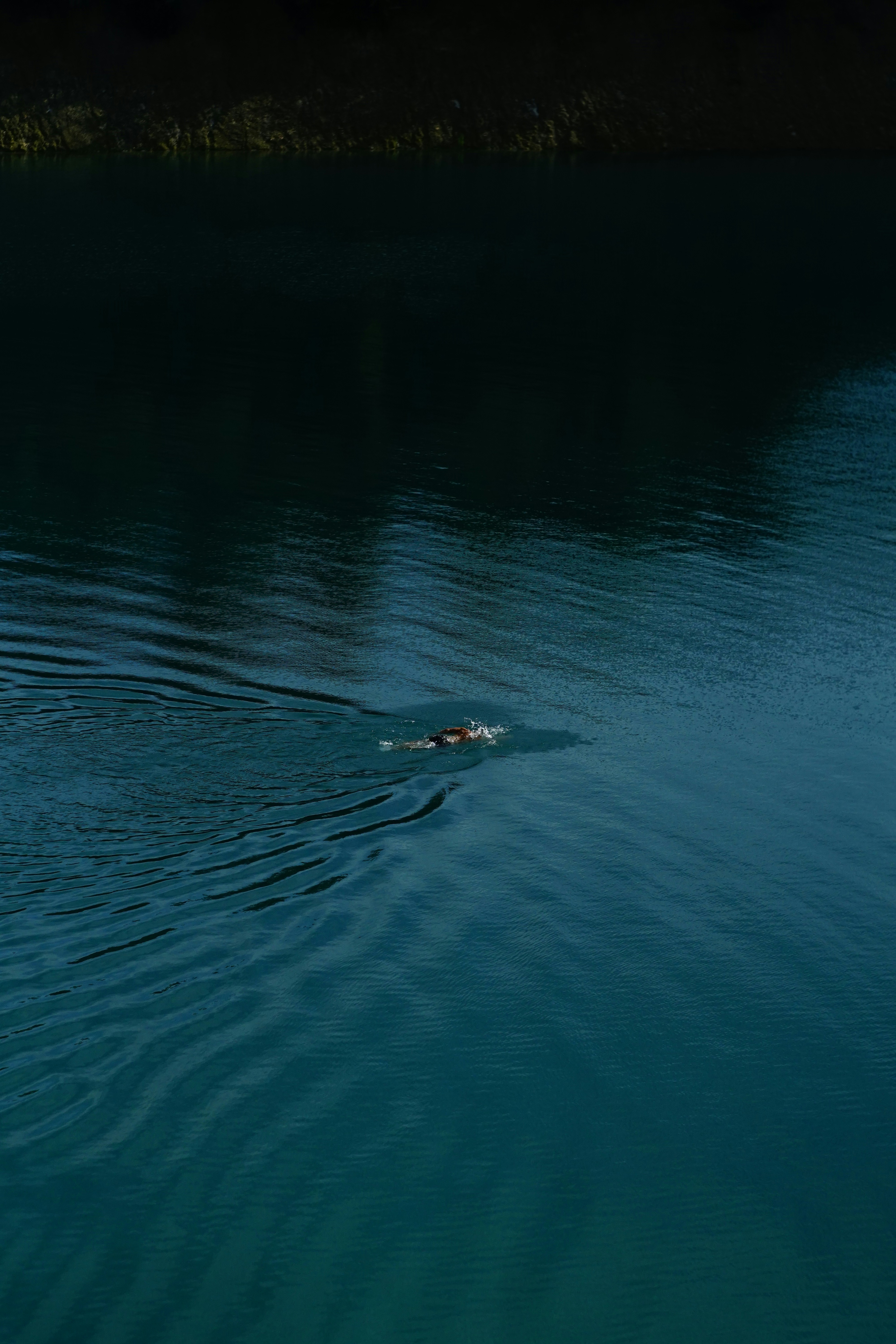 Silent Wake: a lone swimmer threads the blue wake across a tranquil lake