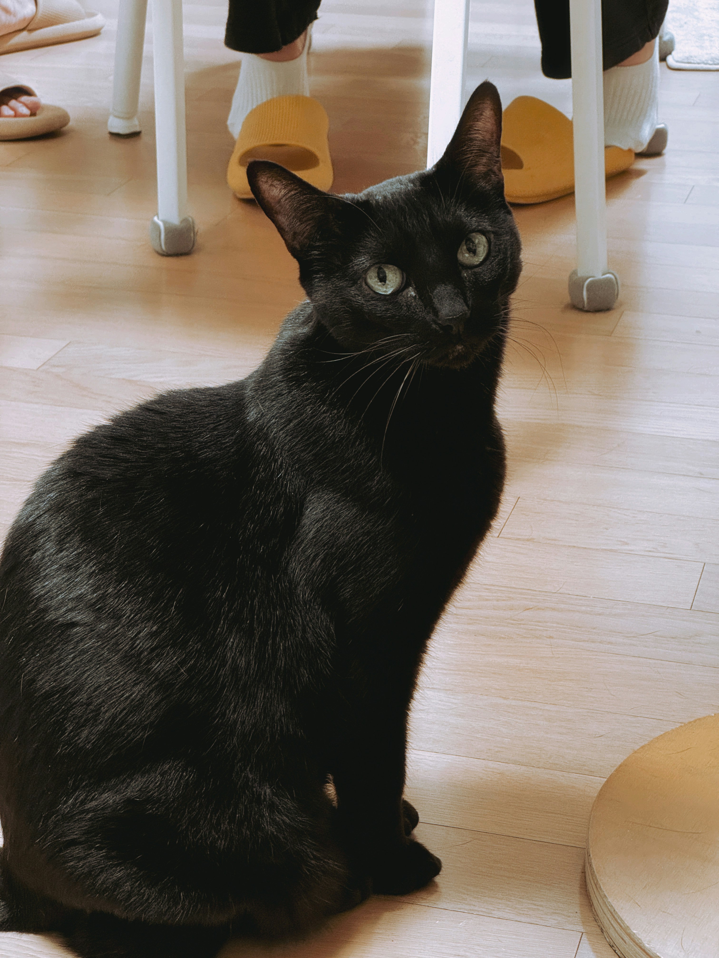 Black Cat in Sunlit Interior: A Quiet Portrait