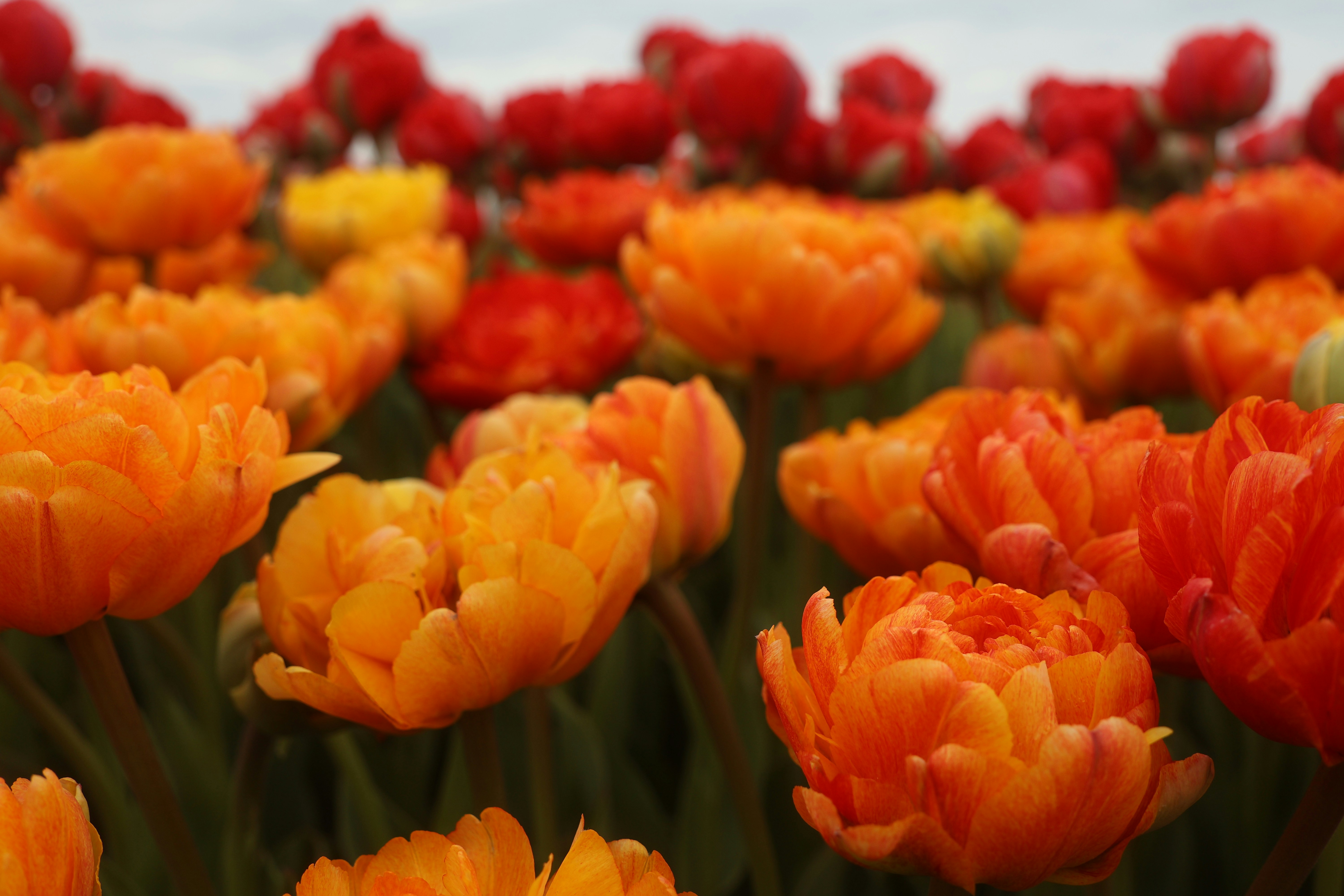 Autumnal Tulip Field: Close Clusters of Orange and Yellow Blooms