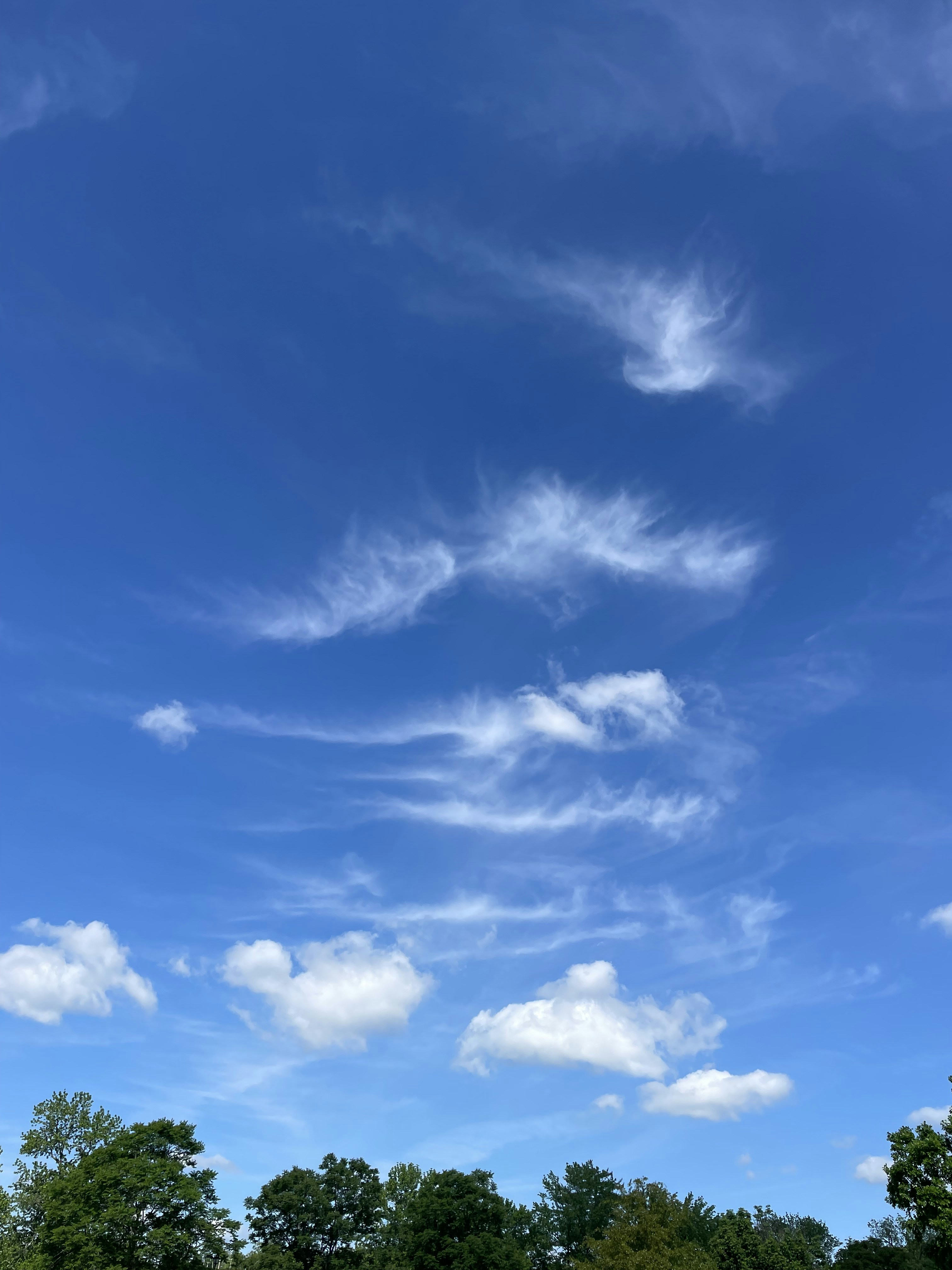 Azure Crown: Clouds Drift Over a Quiet Tree Line