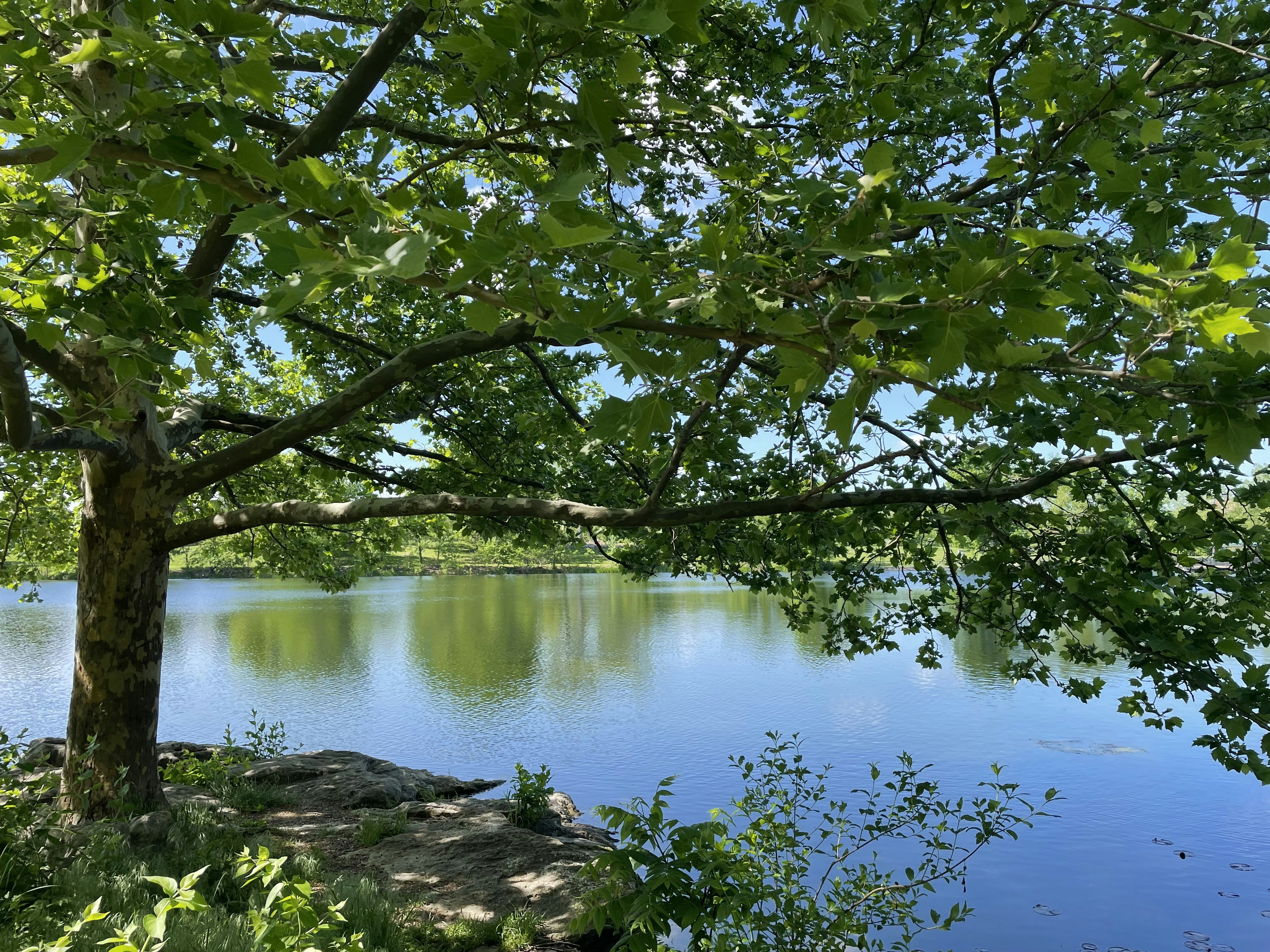 Overhanging Green: Tree Canopy Over a Calm Lakeside
