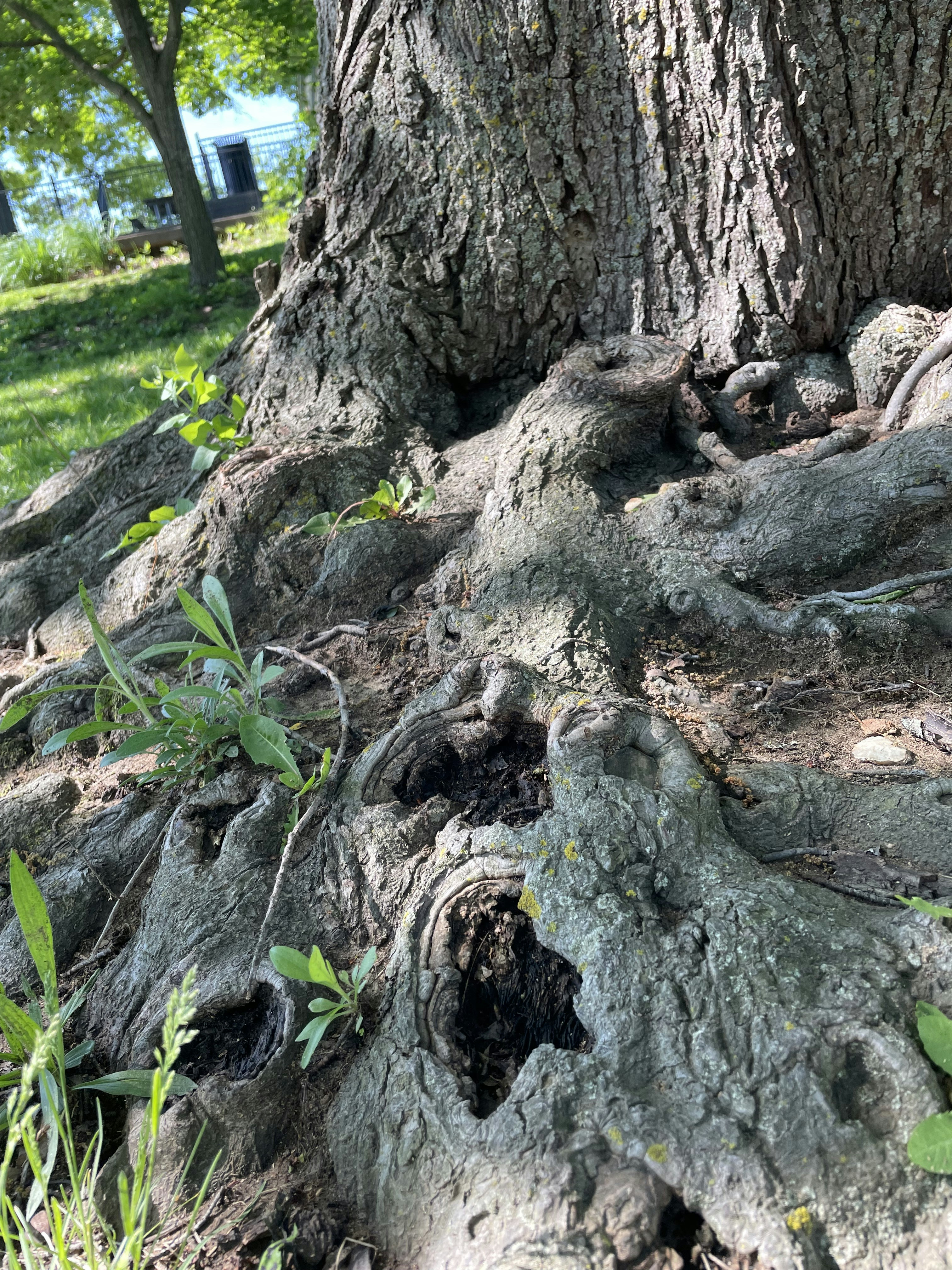 Gnarled Rootwork at the Park’s Edge