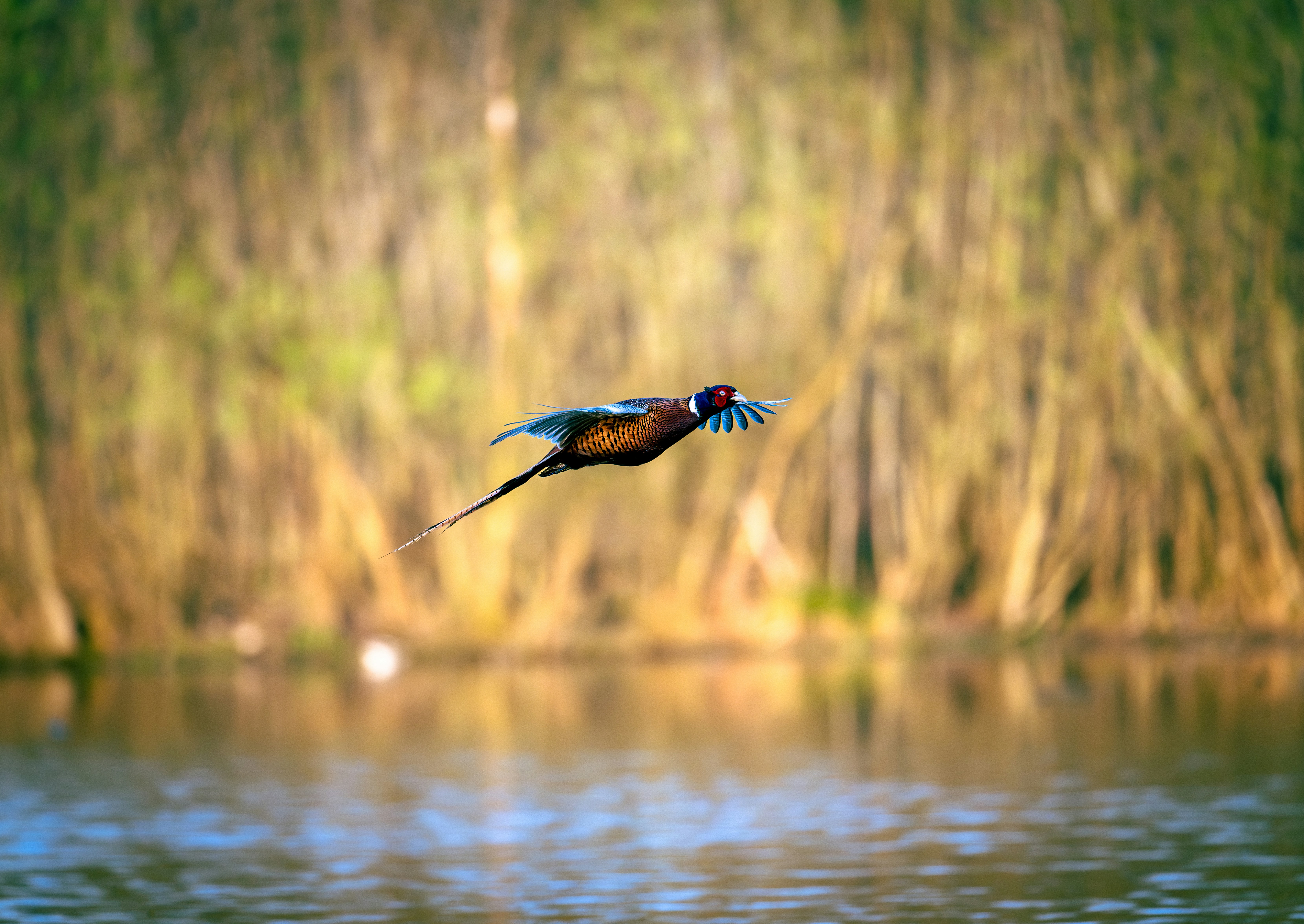 Emerald-winged Flight Over The Quiet Pond