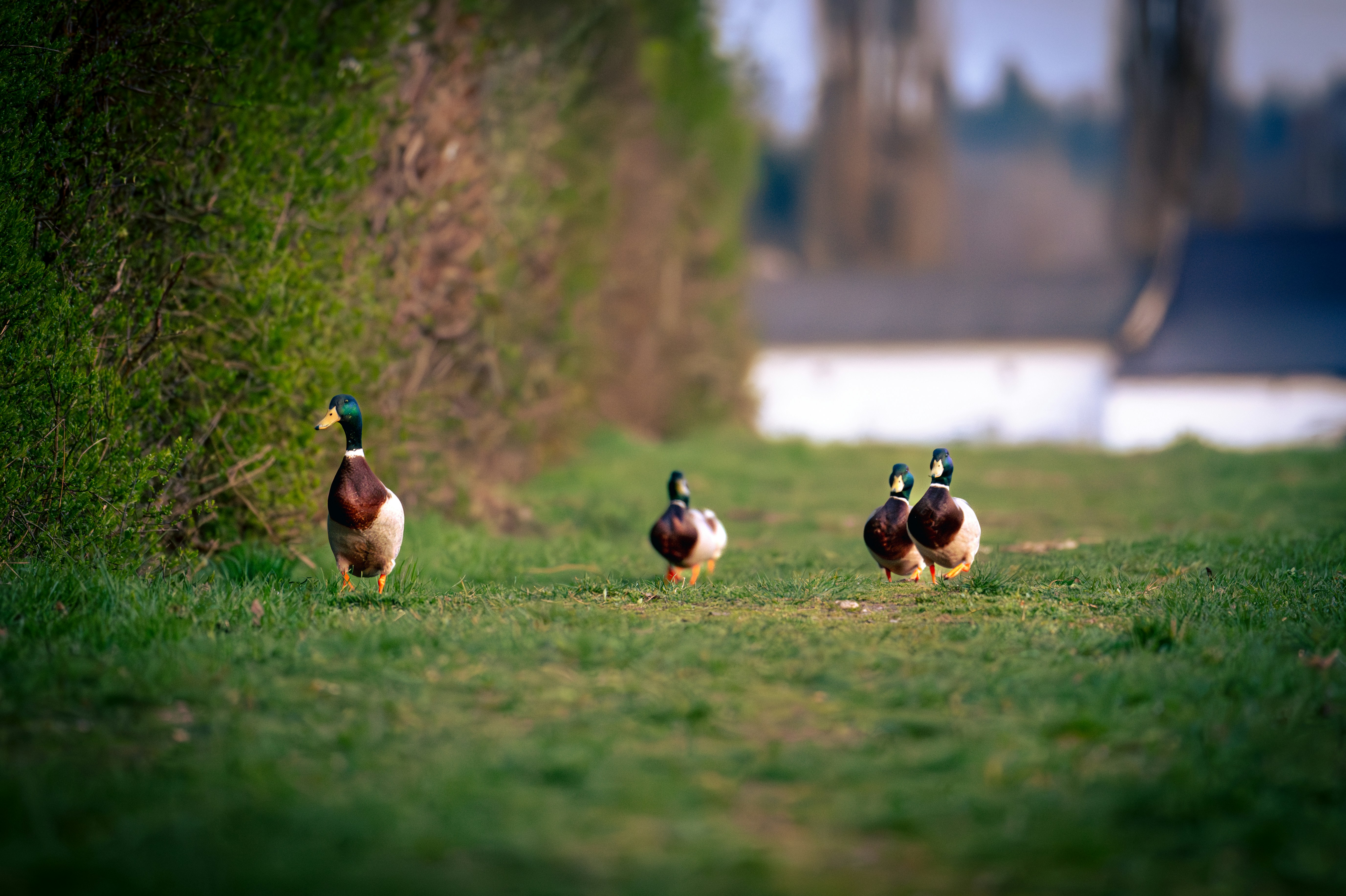 Three Mallards marching toward the park’s green corridor
