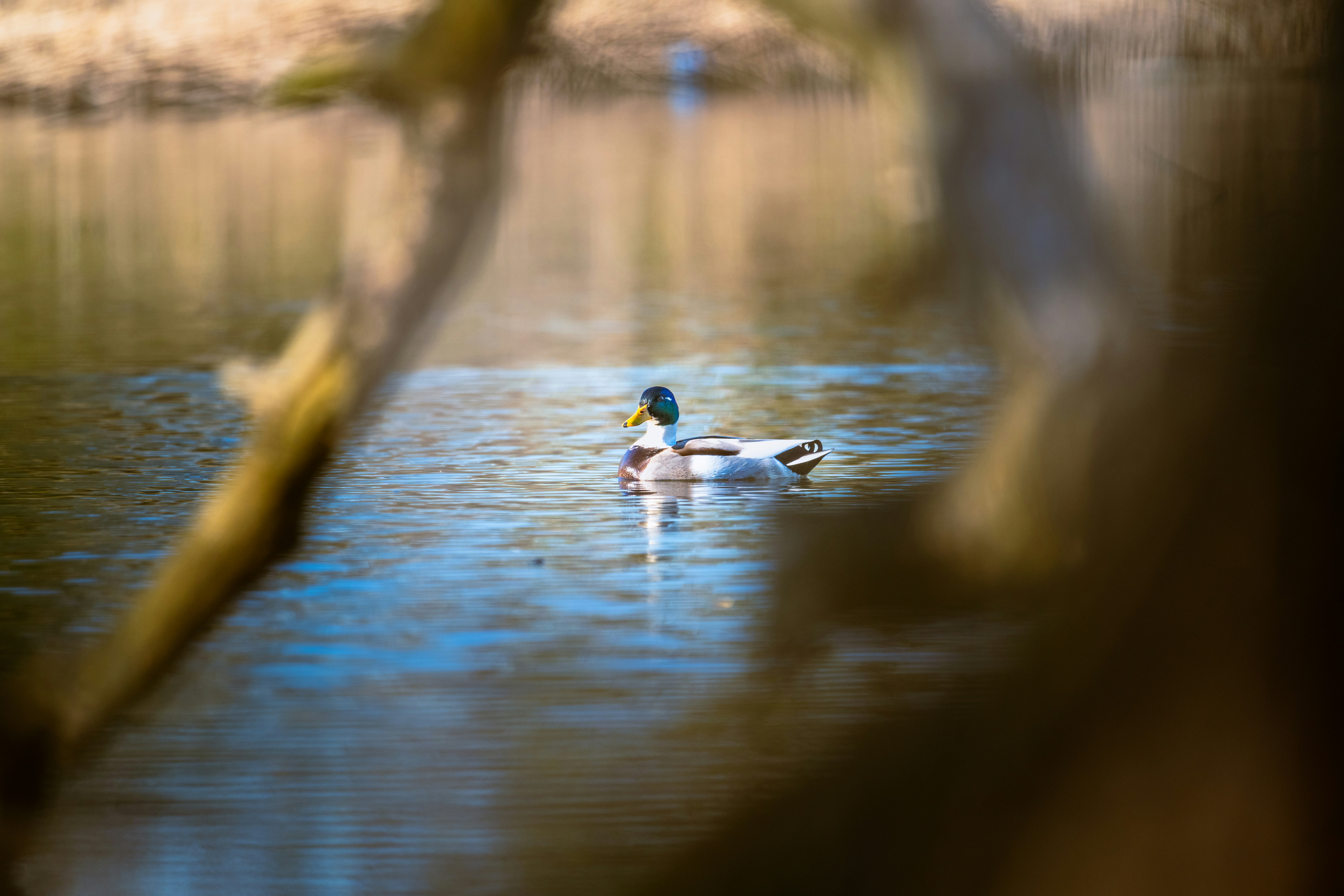 Hidden Duck Portrait Through Woodland Ripples