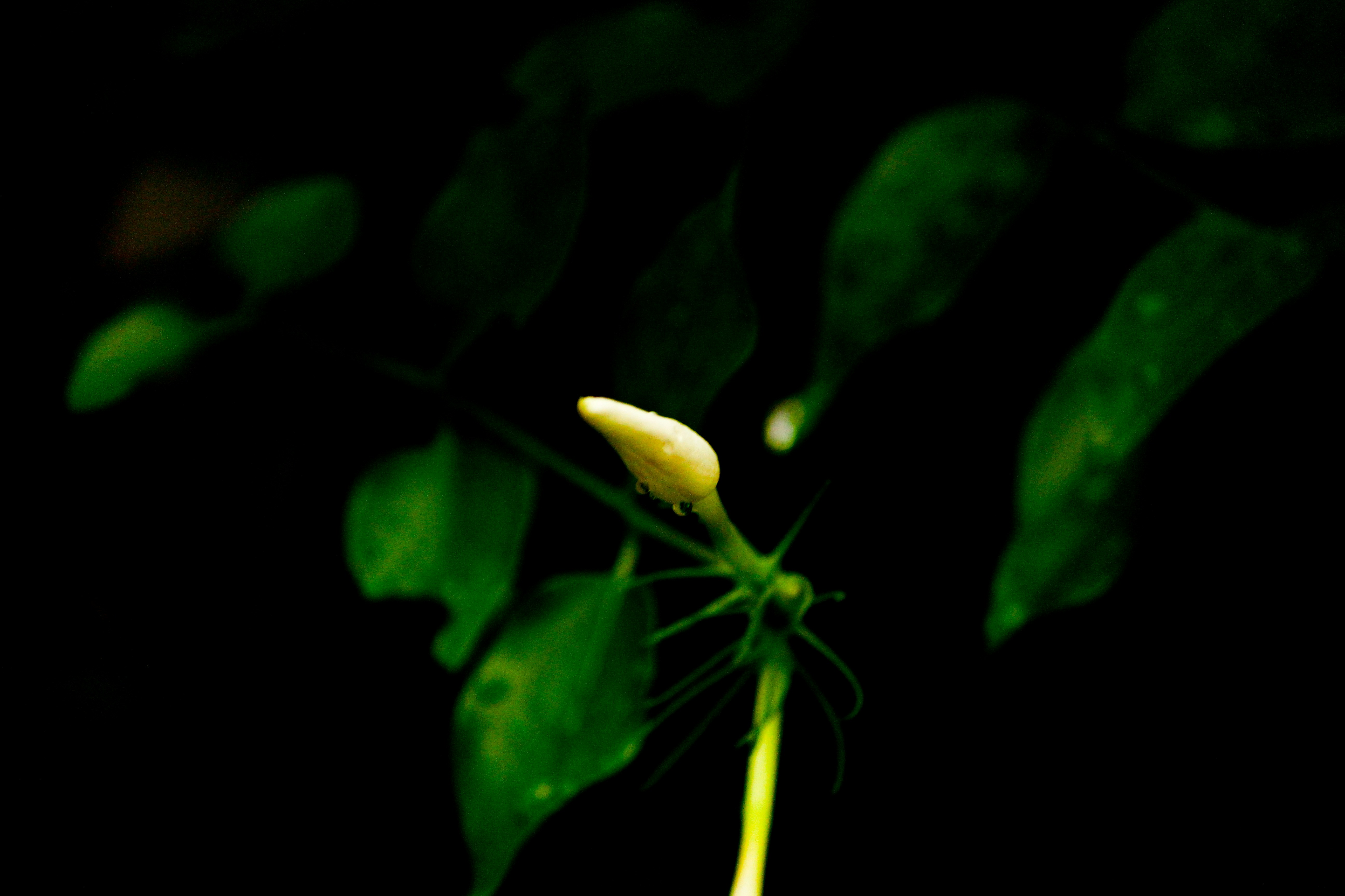 Moonlit Bud: A Delicate Orchid Tendril Against Night