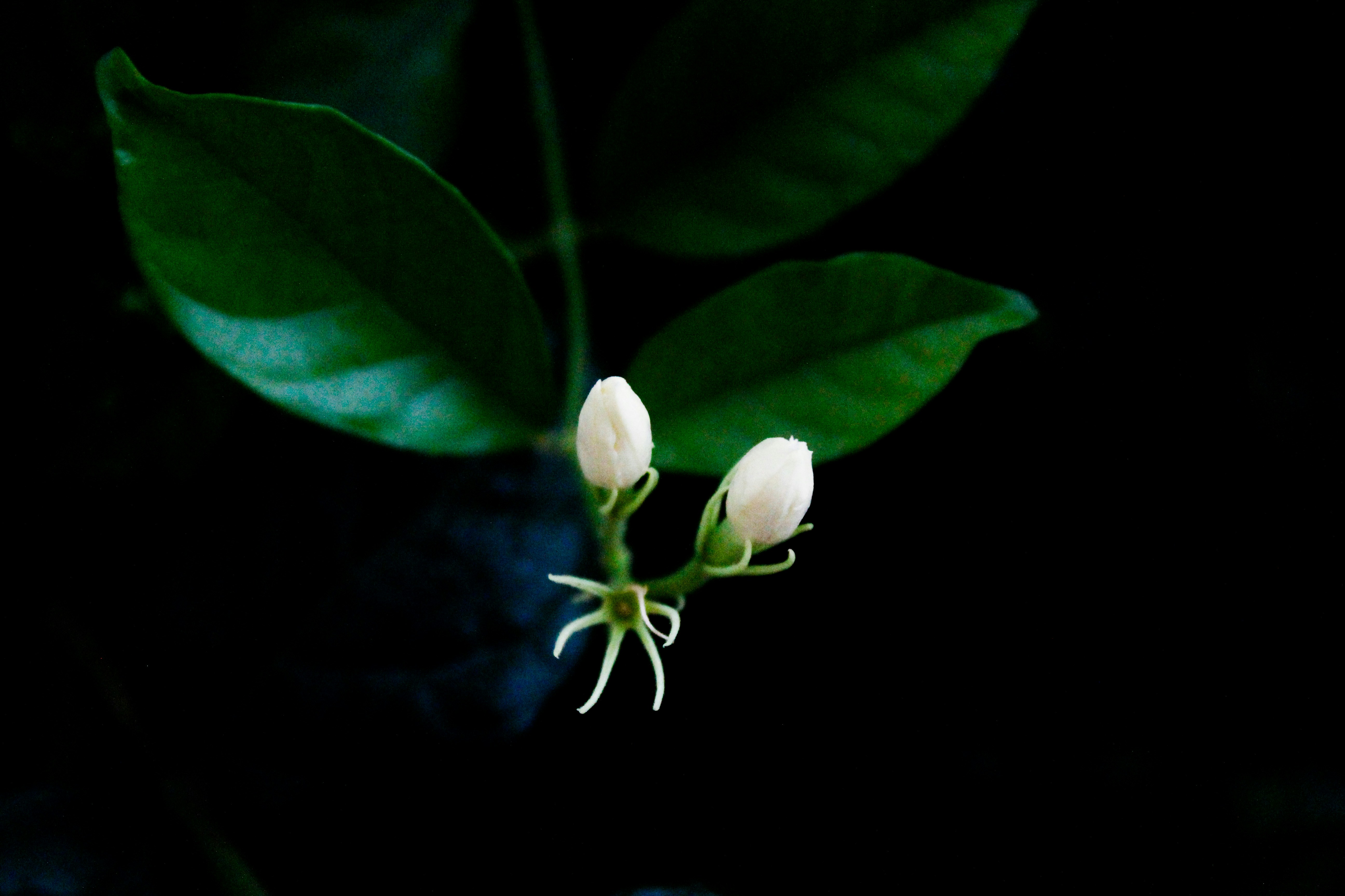 White Buds in Focus Against Night Velvet