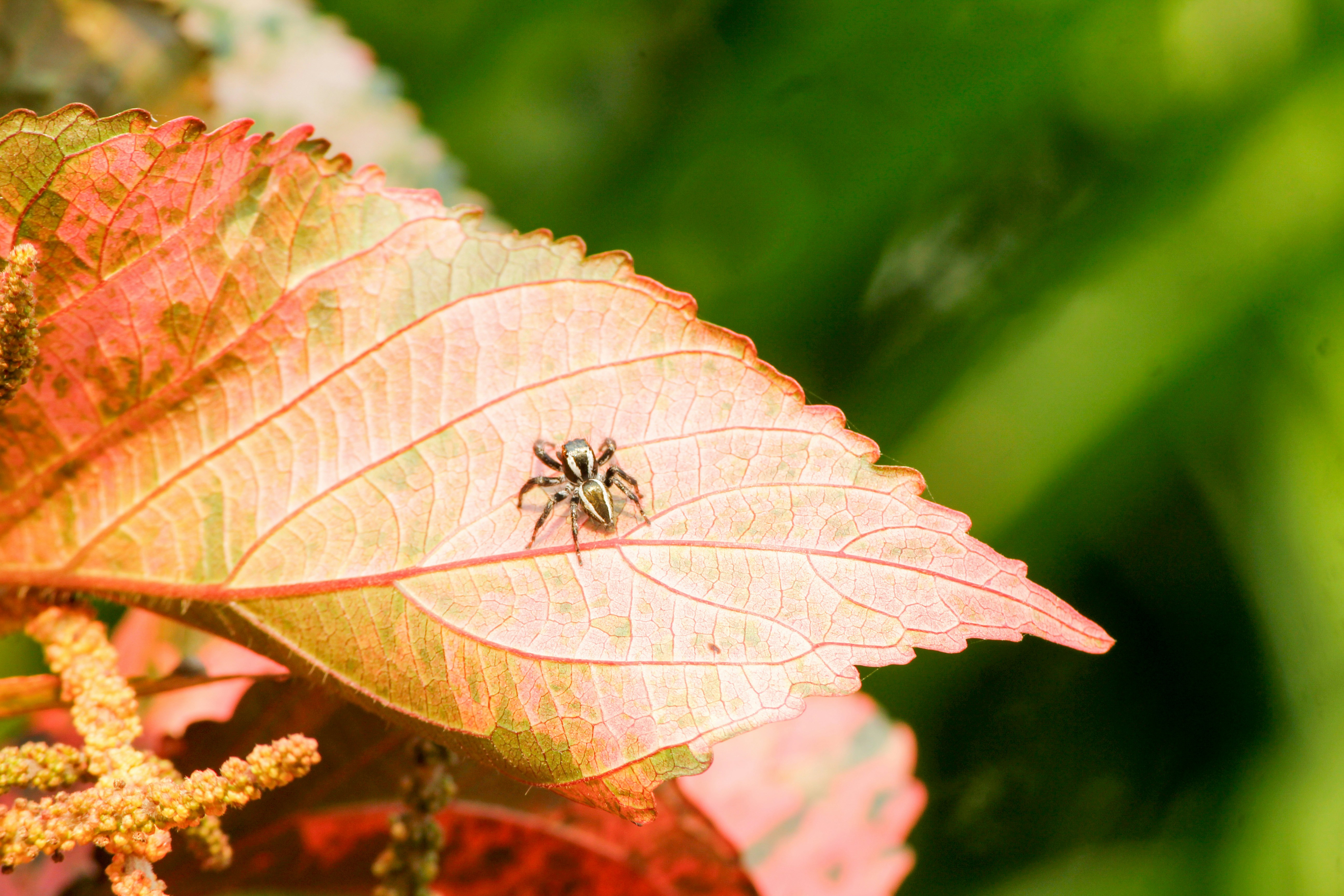 Tiny Hunter on a Summer Leaf