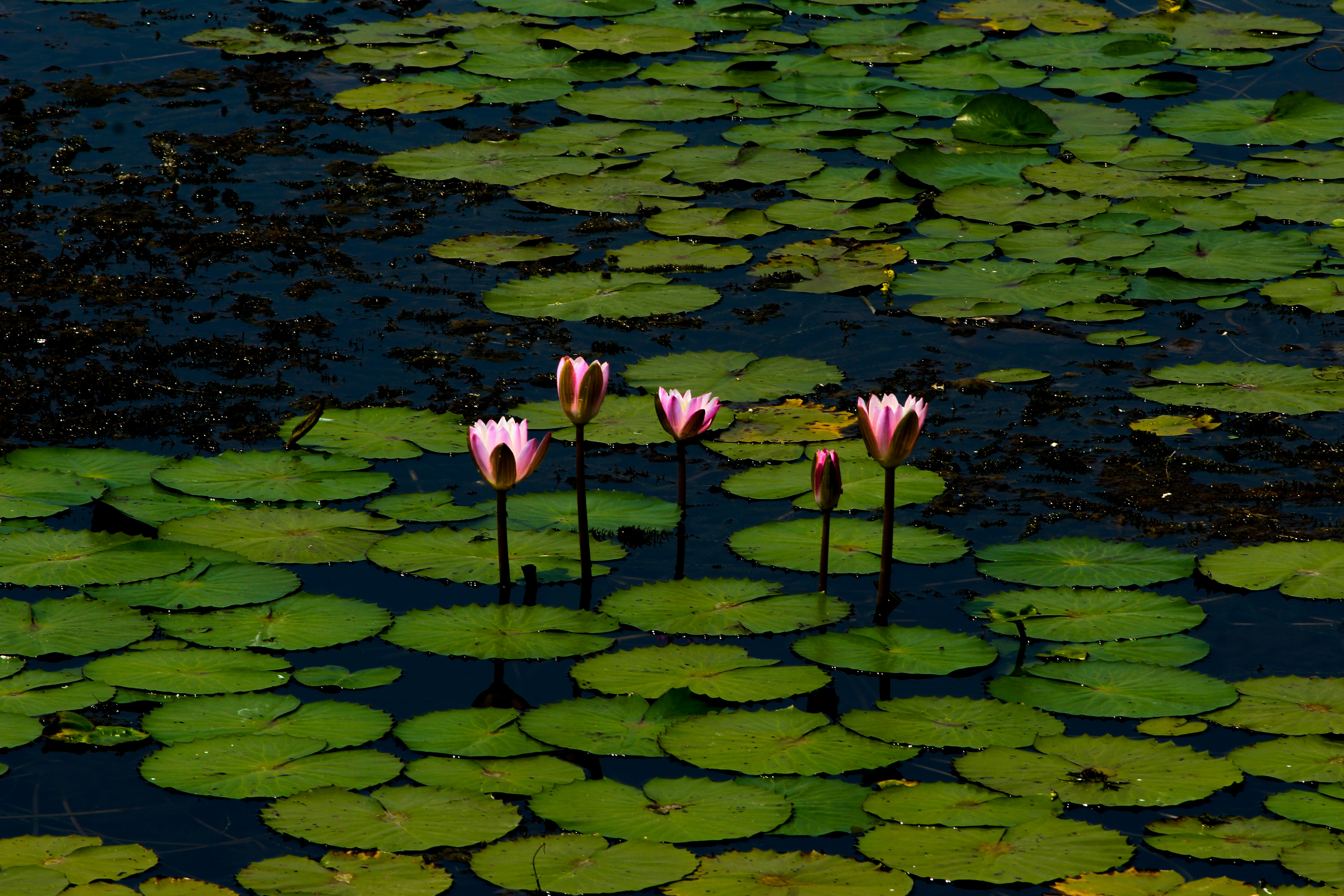 Five Pink Water Lilies Rise from a Quiet Pond