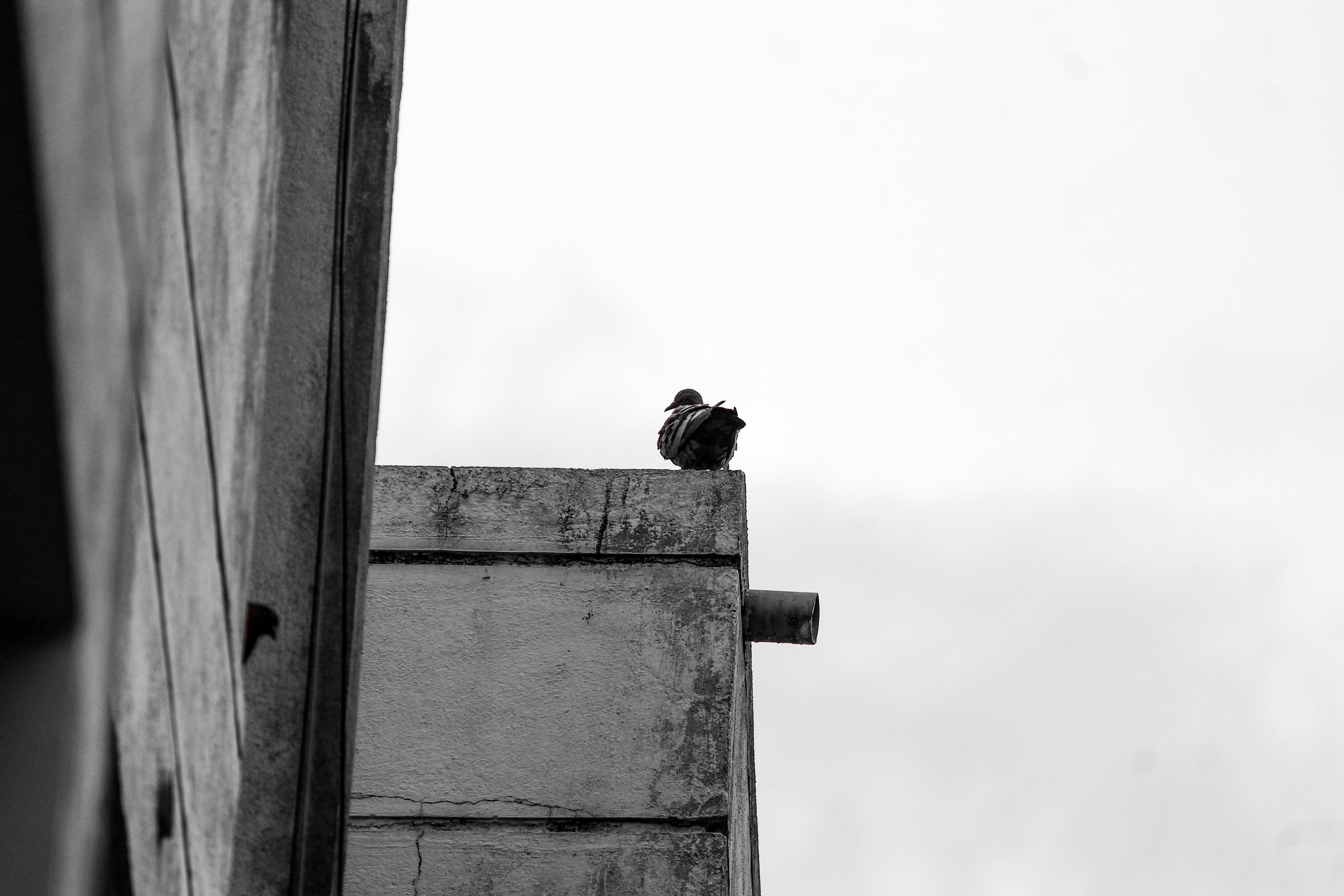 A Lone Birdperched Edge: Silence on a Concrete Roof