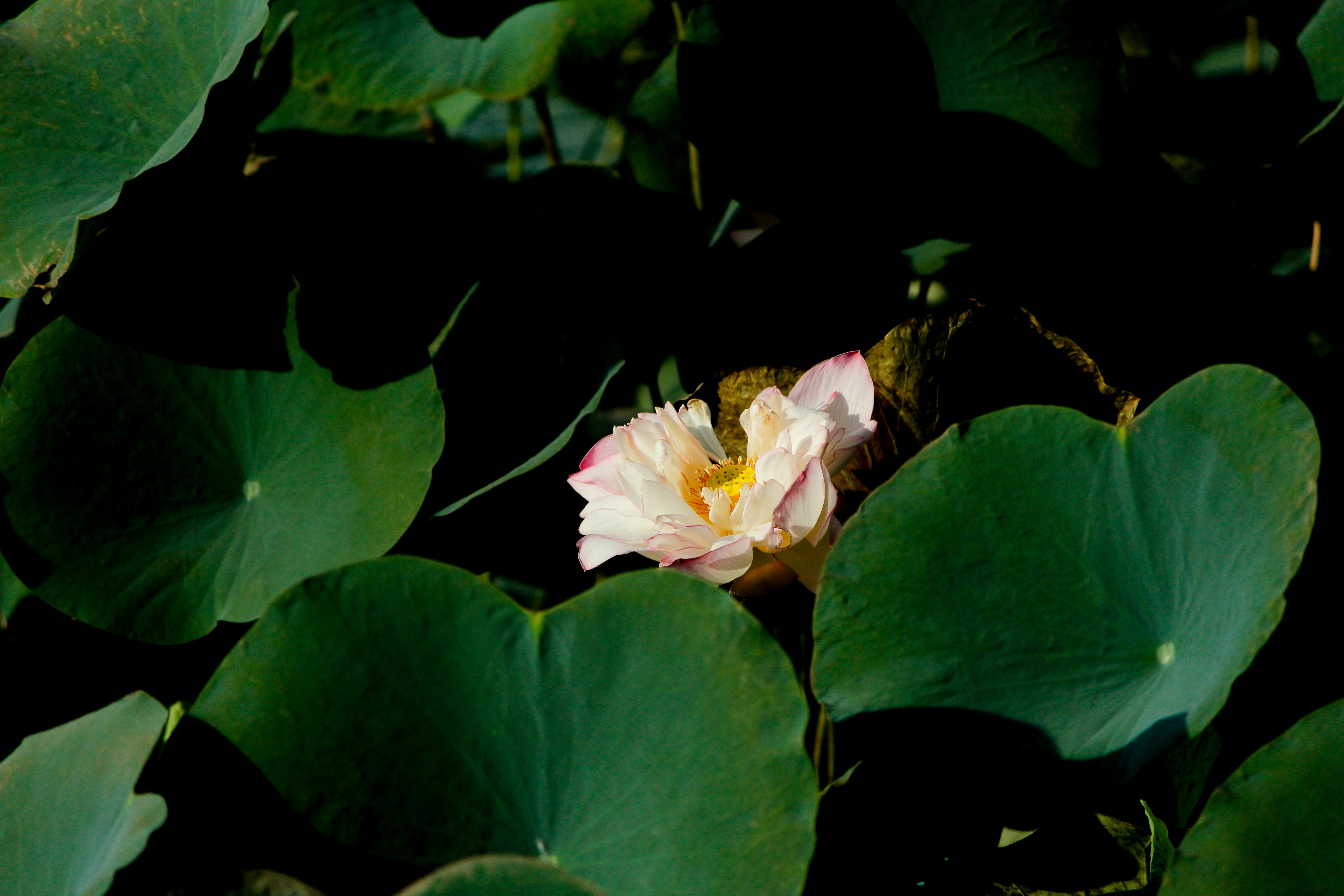 A Soft Bloom Among Broad Green Pads
