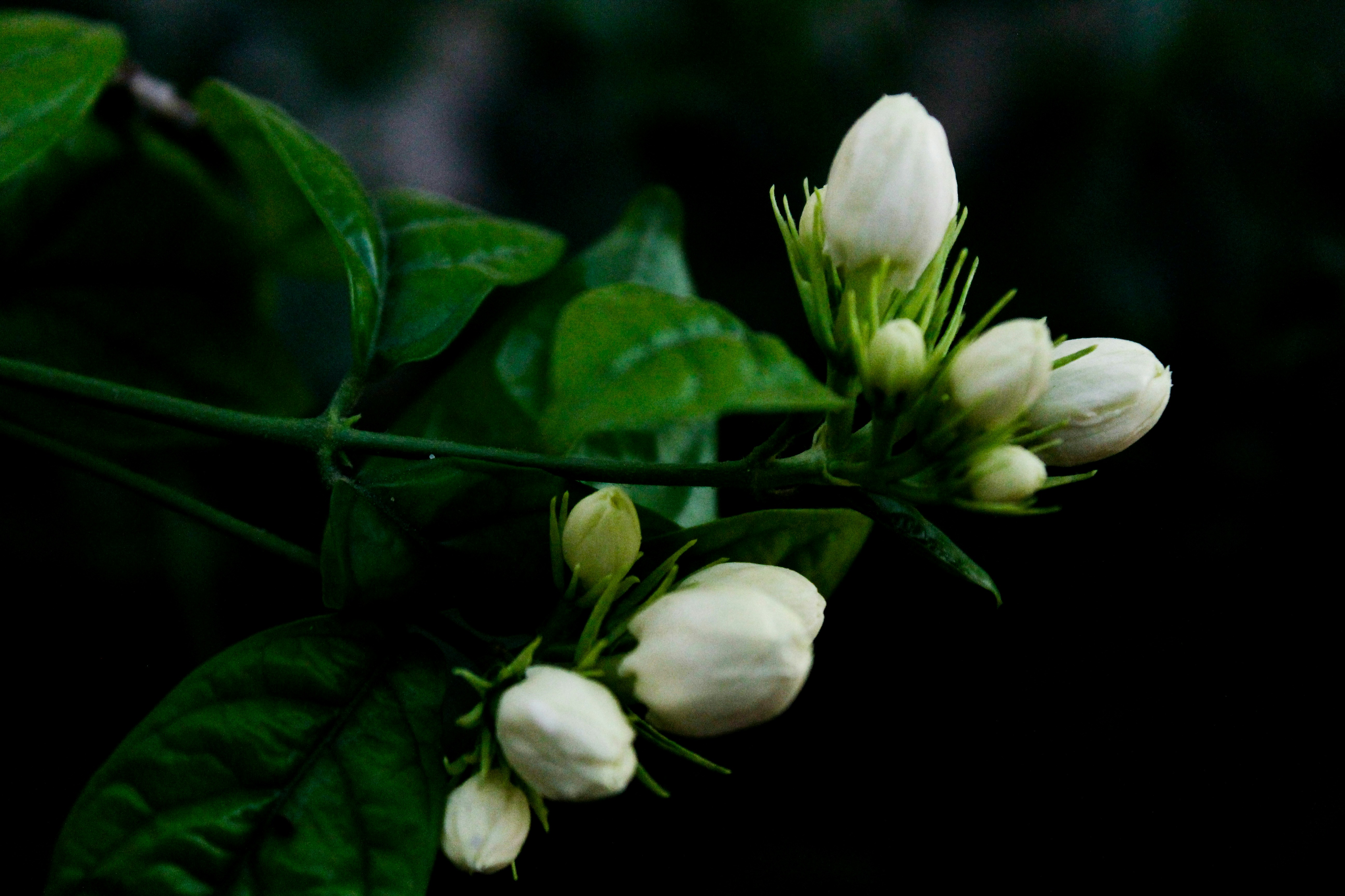 White Blooms on a Shadowed Vined Stem