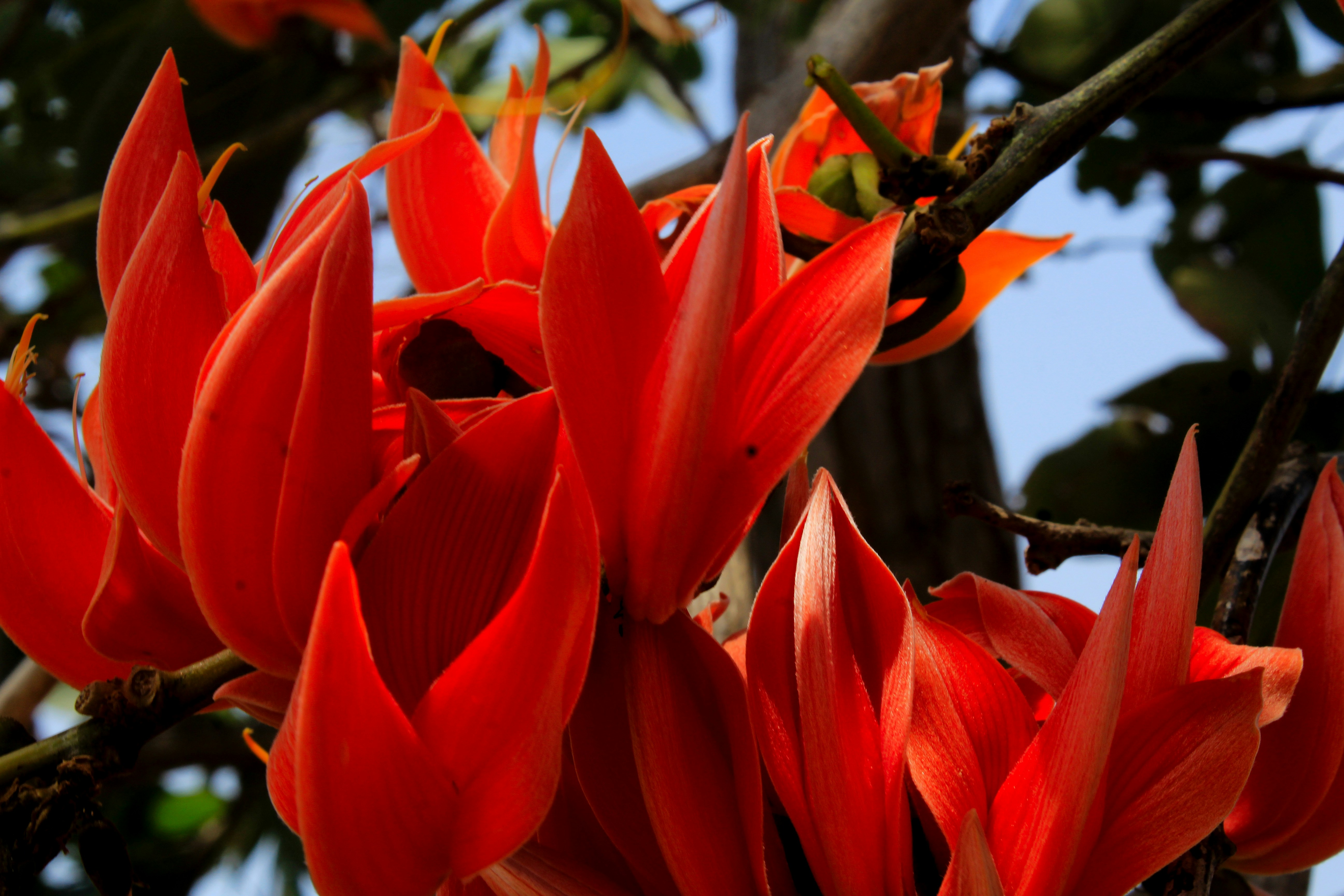 Crimson Bloom Confluence: A Cluster of Flame-turred Petals