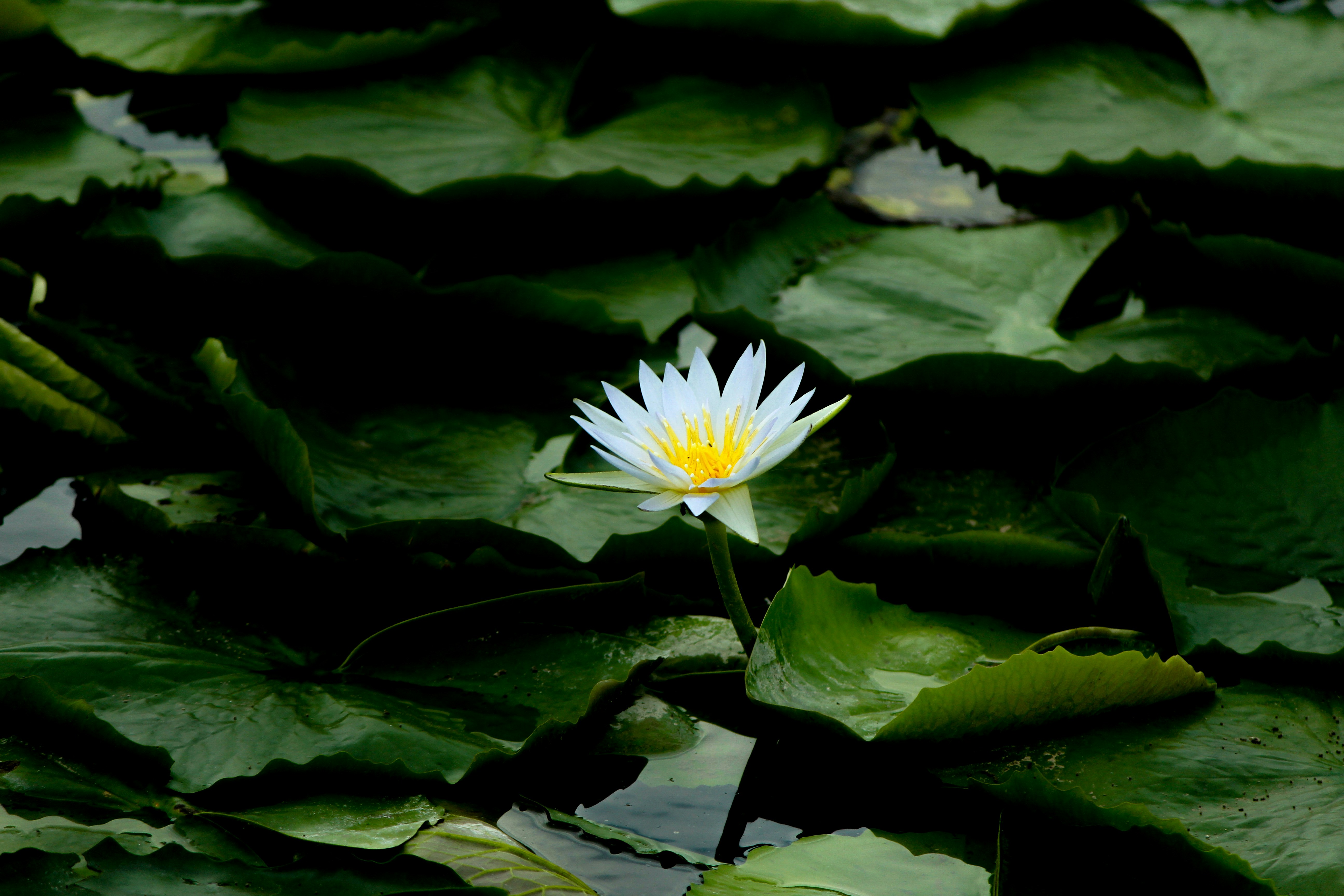Single Water Lily Emerges Above a Sea of Green Pads