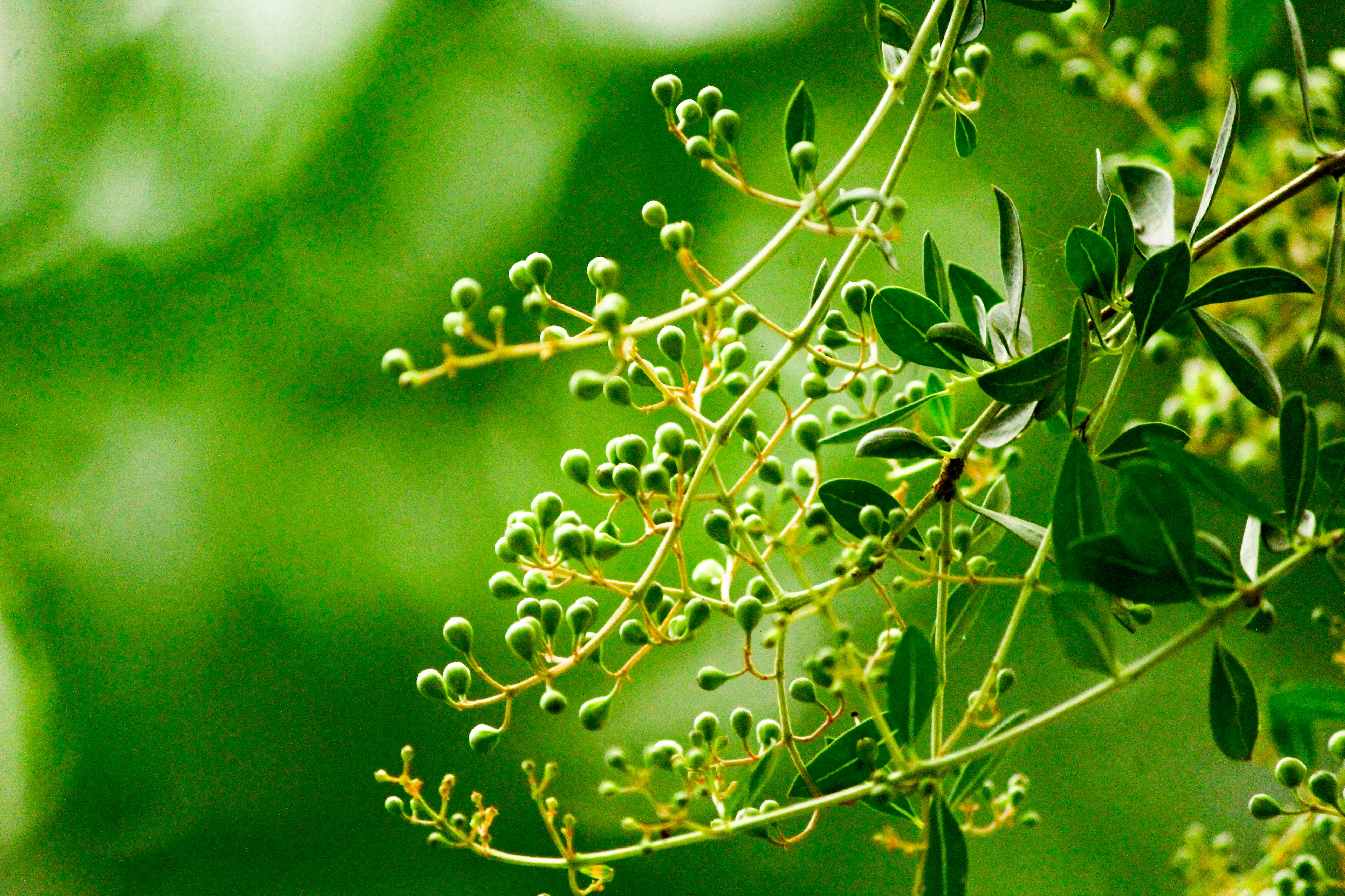 Verdant Fragments: Delicate Buds on a Fresh Green Stem