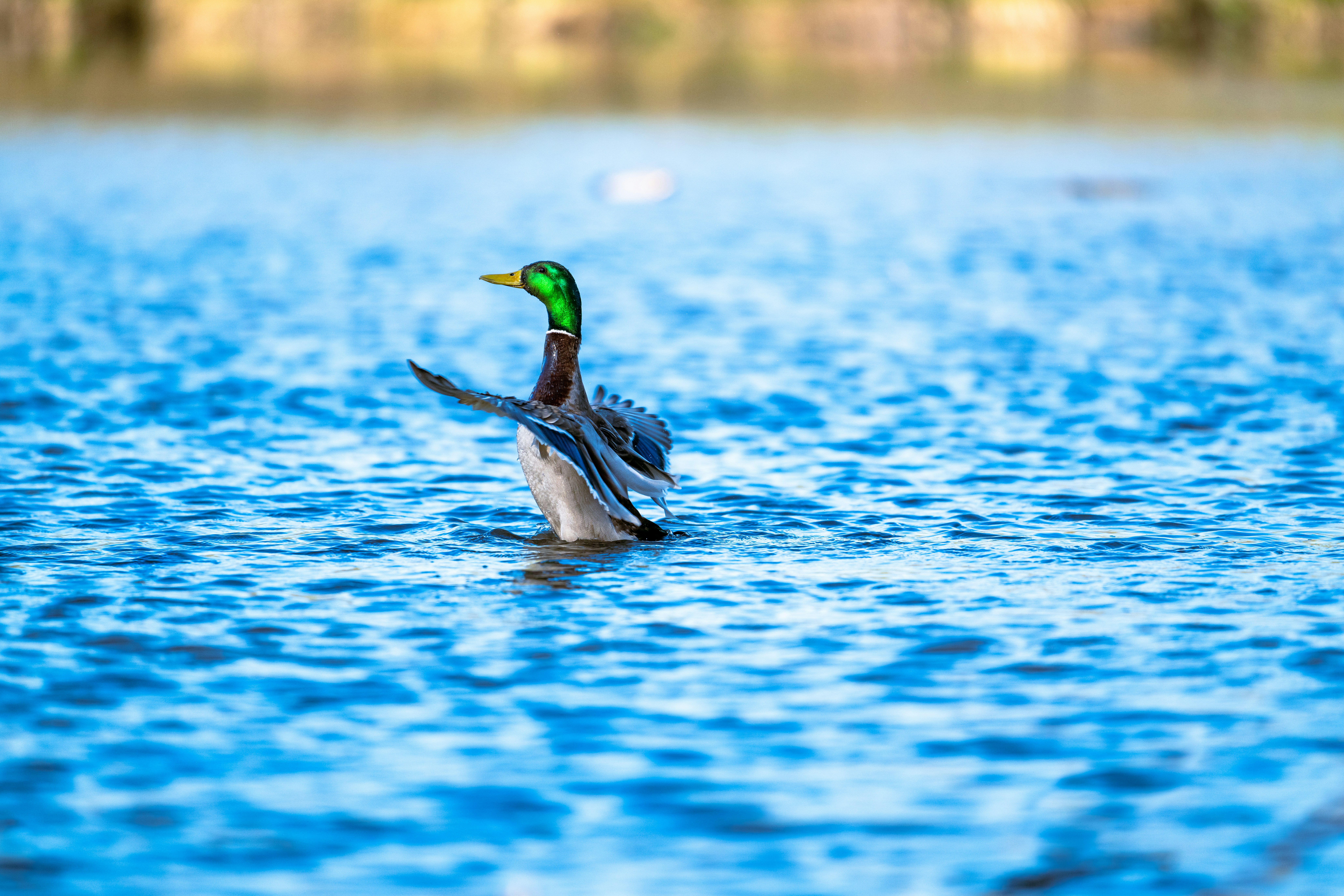 Emerald-necked Duck Adrift on Sunlit Ripples