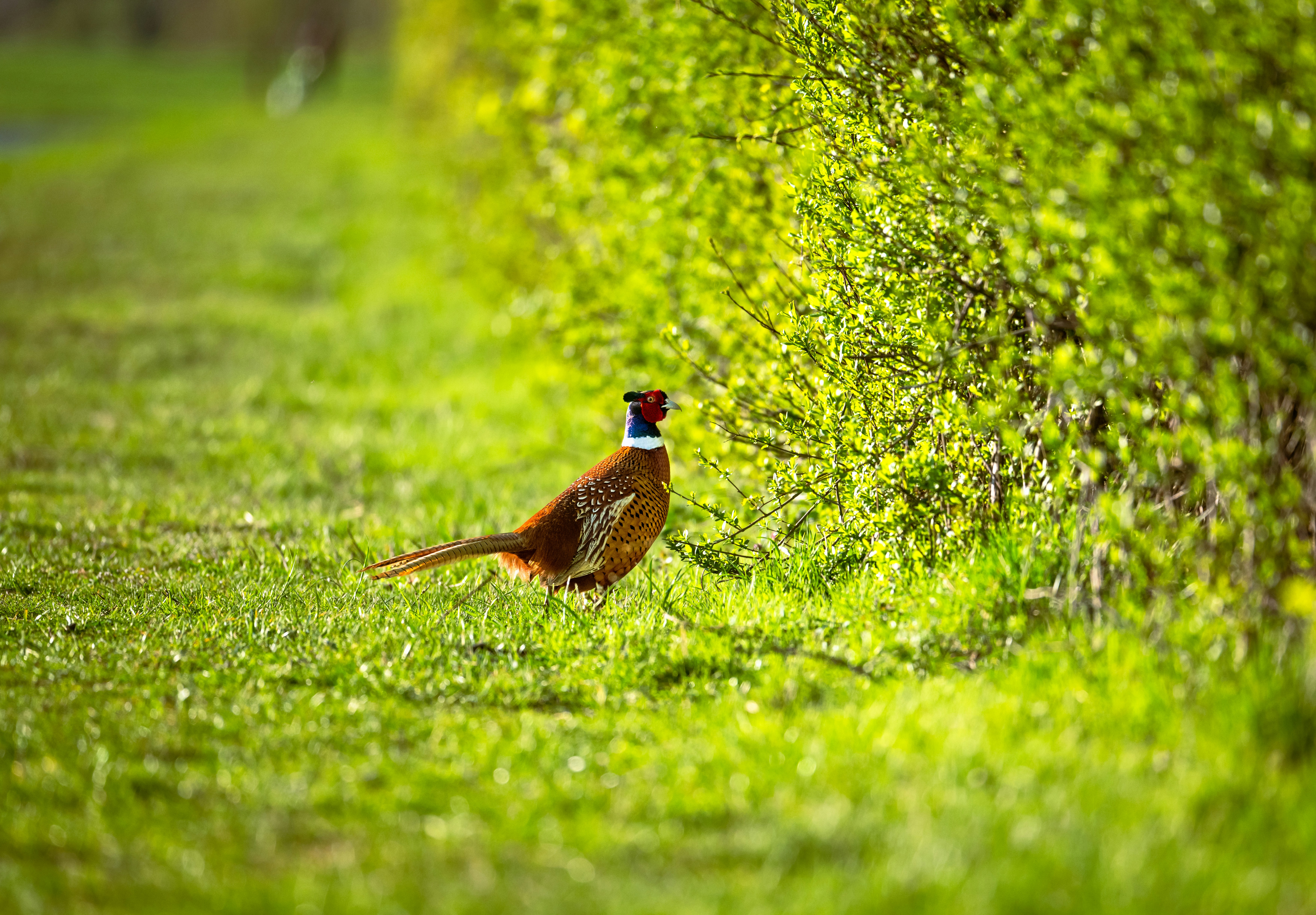 Azure-necked Quail in a Sunlit Hedge Corridor