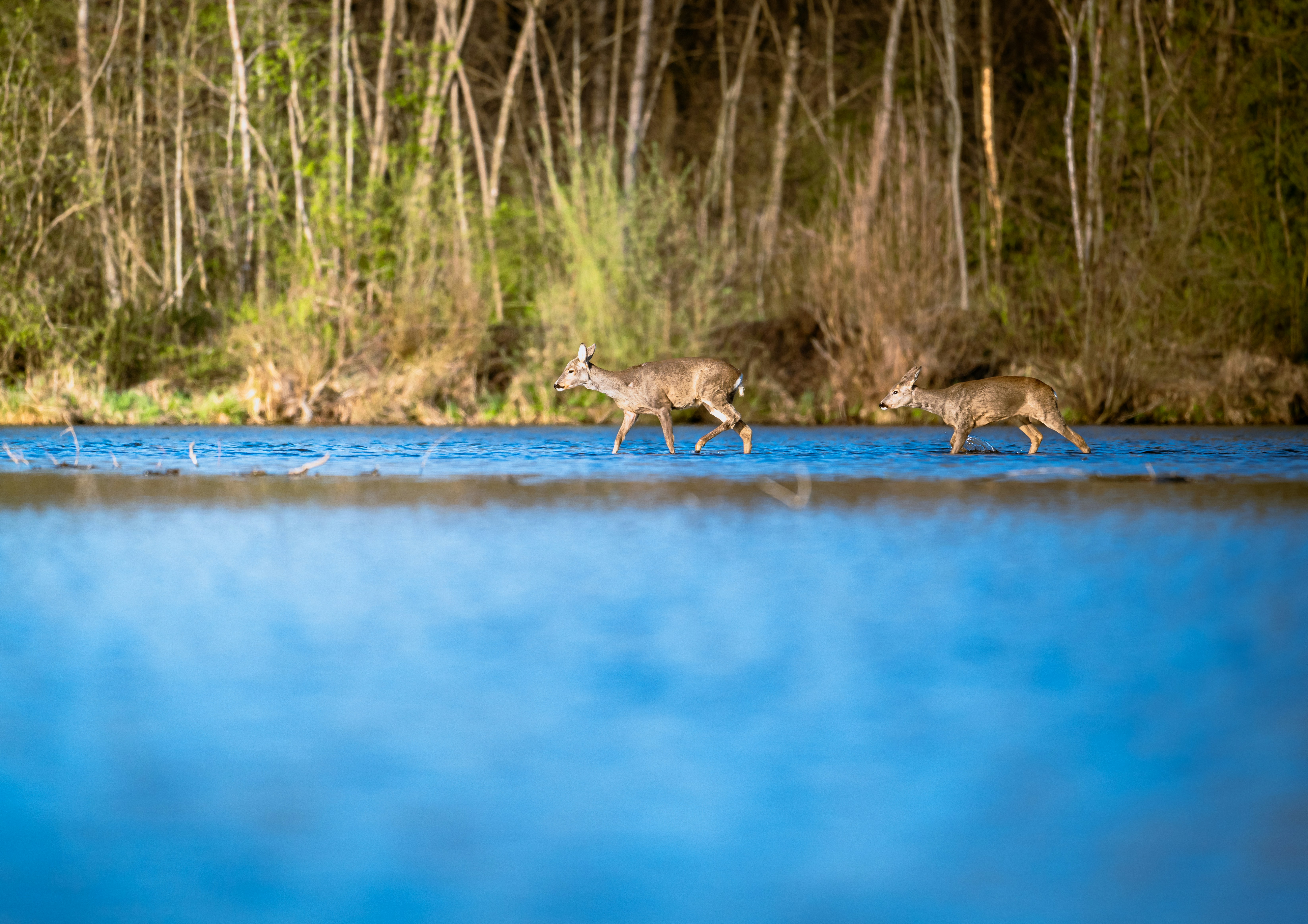 Distant Run: Two deer break from shore toward the trees