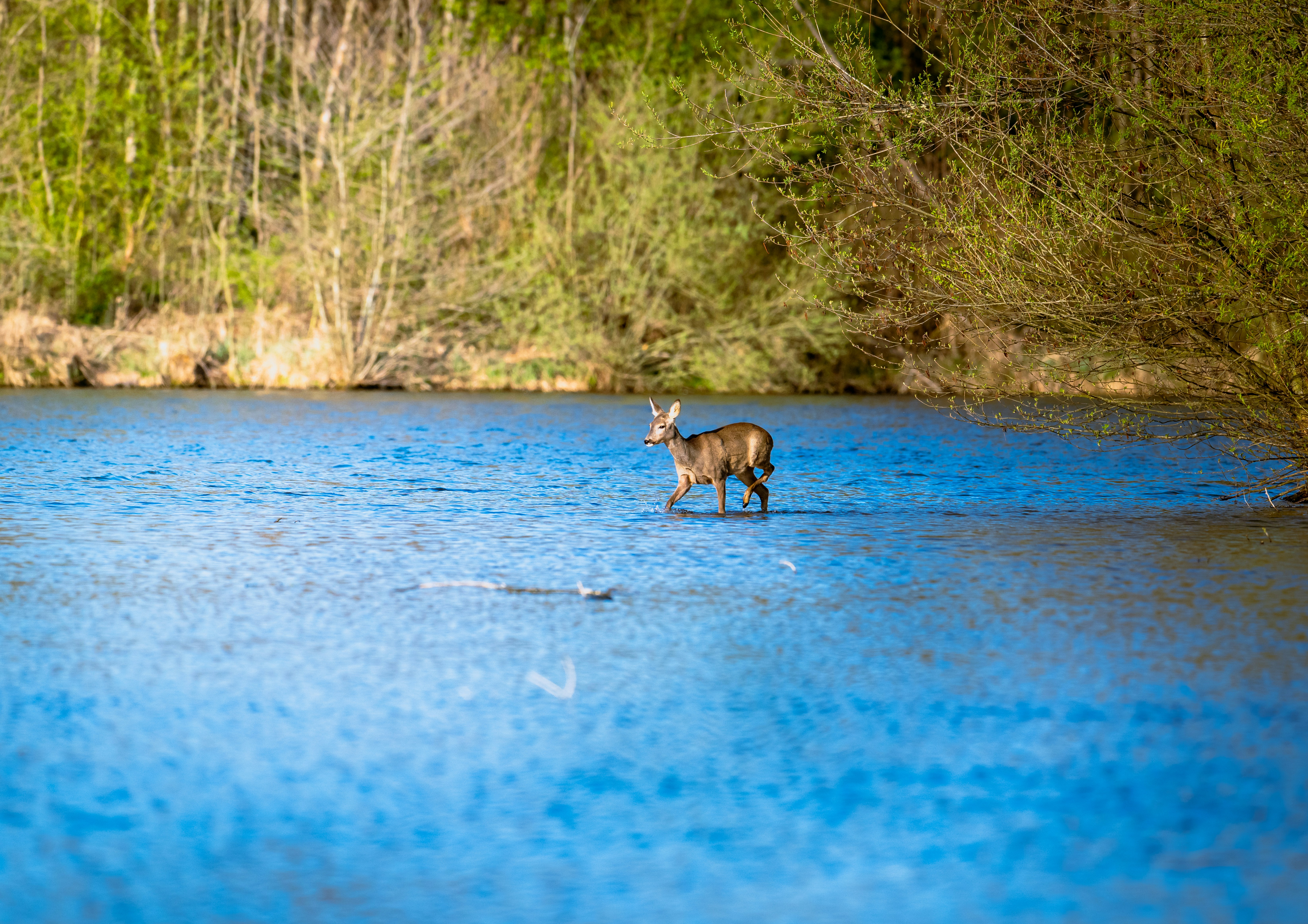 Deer in a Blue-flowing River: A Moment of Silence