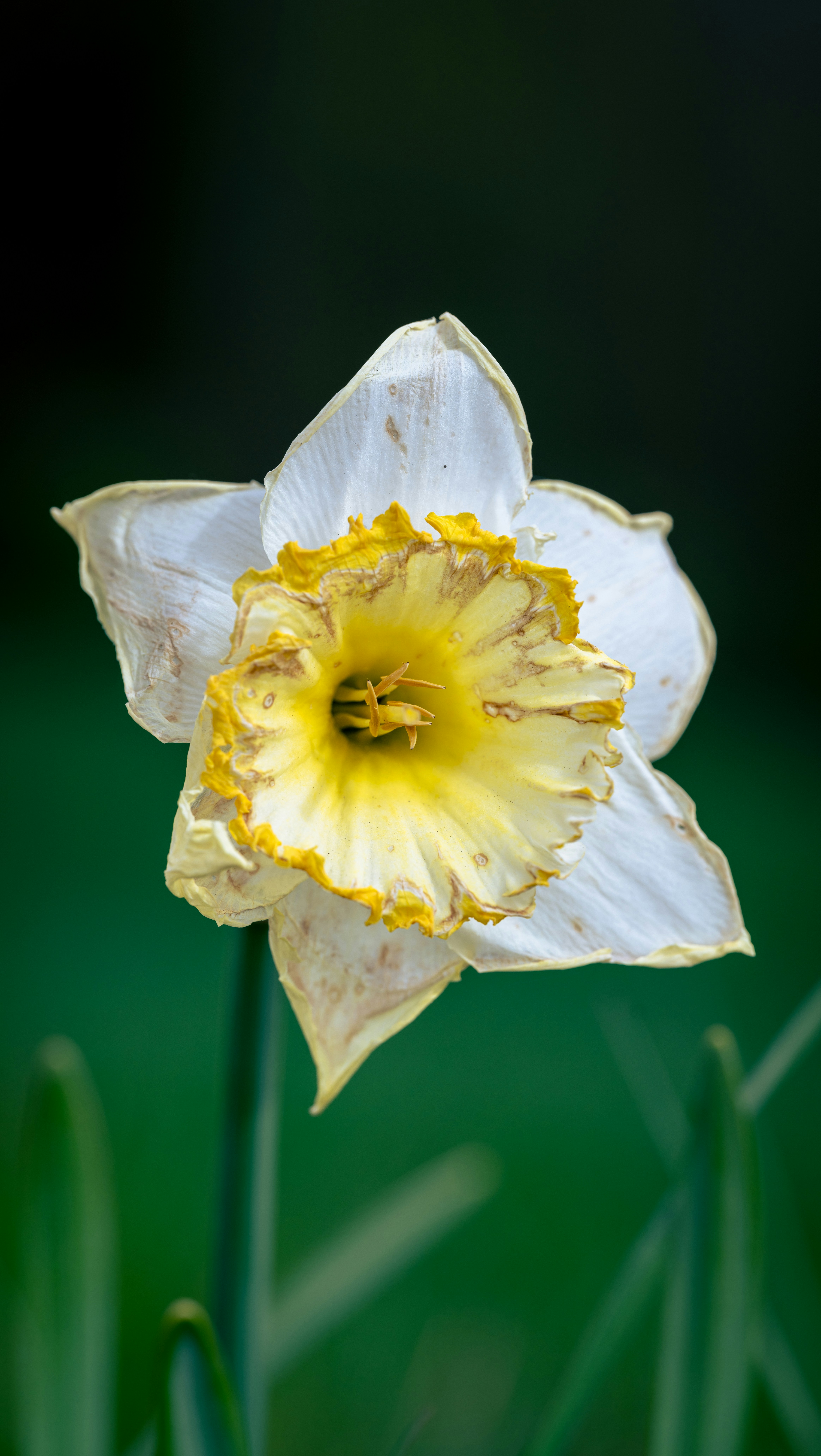 Central Bloom: A Close-Up of a Weathered Narcissus in Soft Focus Green