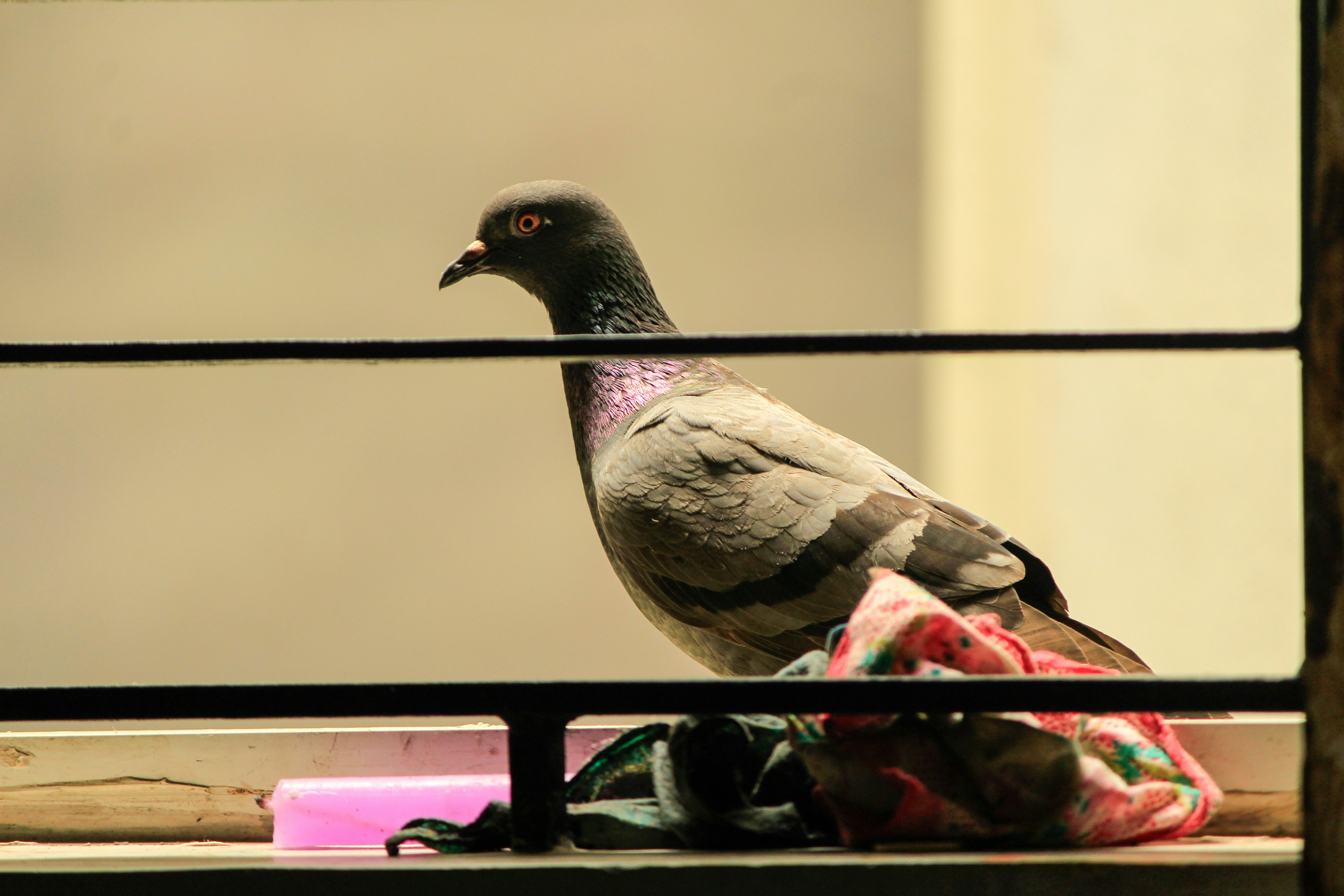 City Pigeon on a Window Sill: Quiet Focus Through Bars