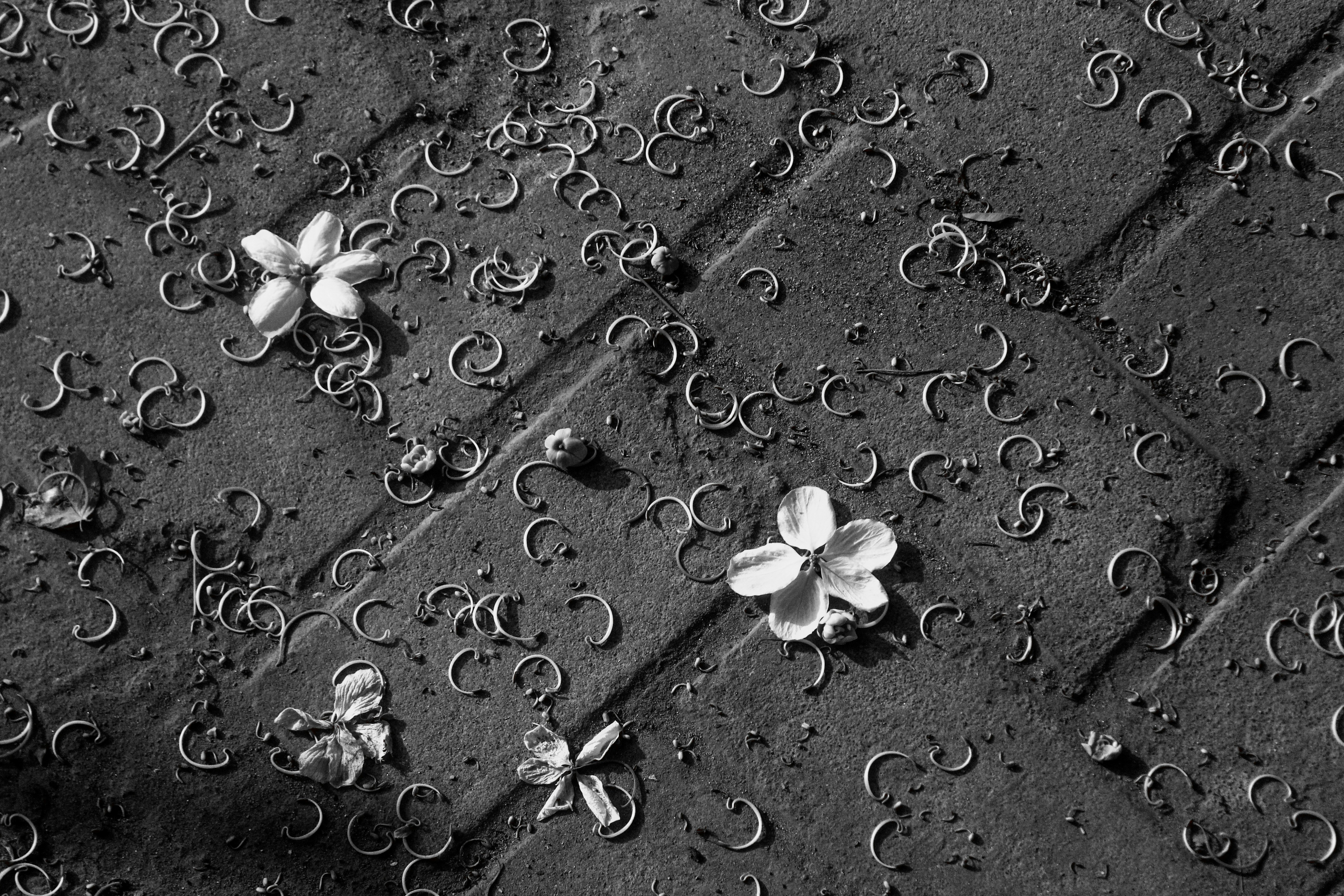 Bloom Fragments on a Rain-Soaked Cobblestone Canvas