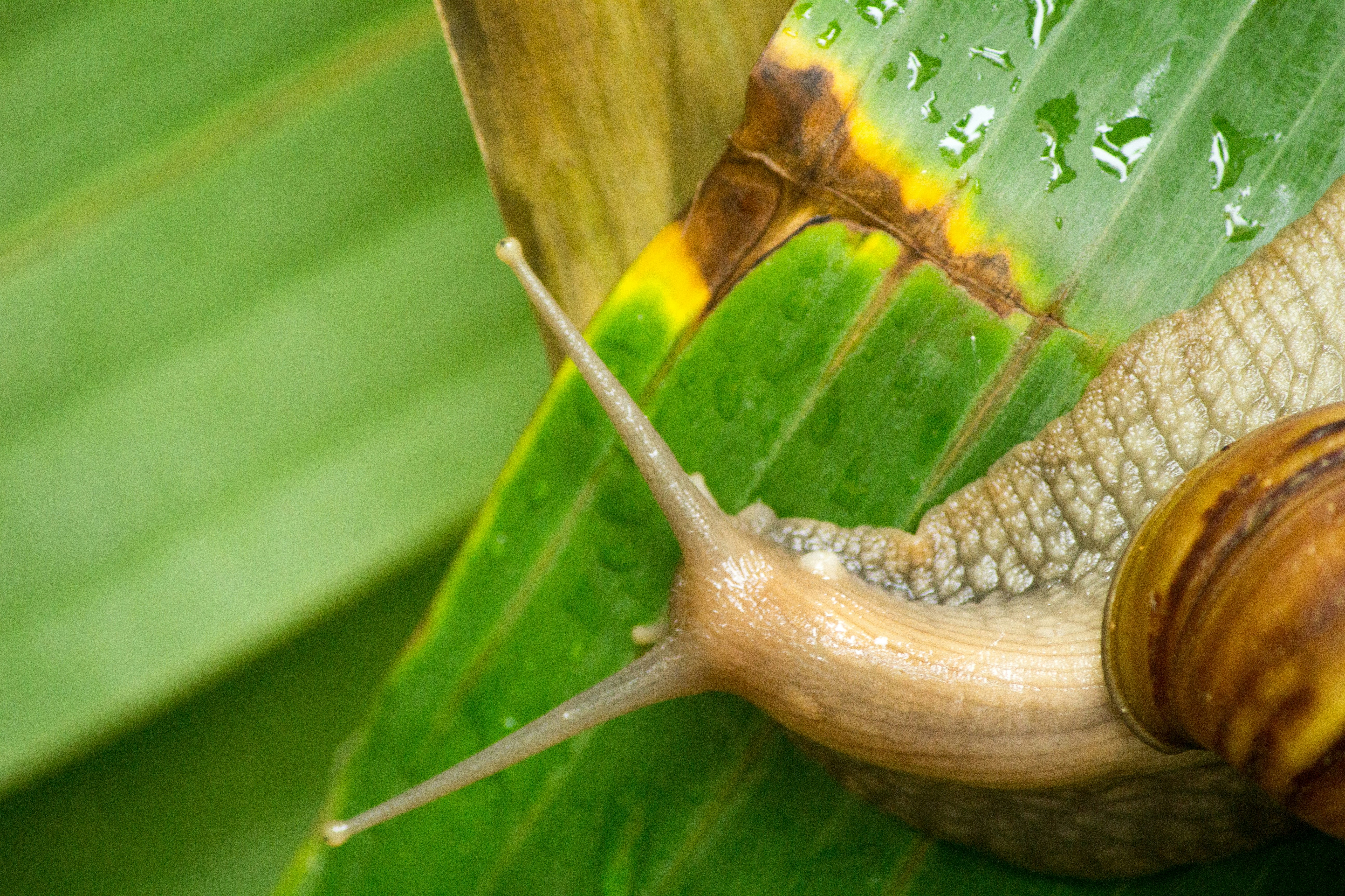 Close-Up of a Snail’s Path Across Broad Green Leaves