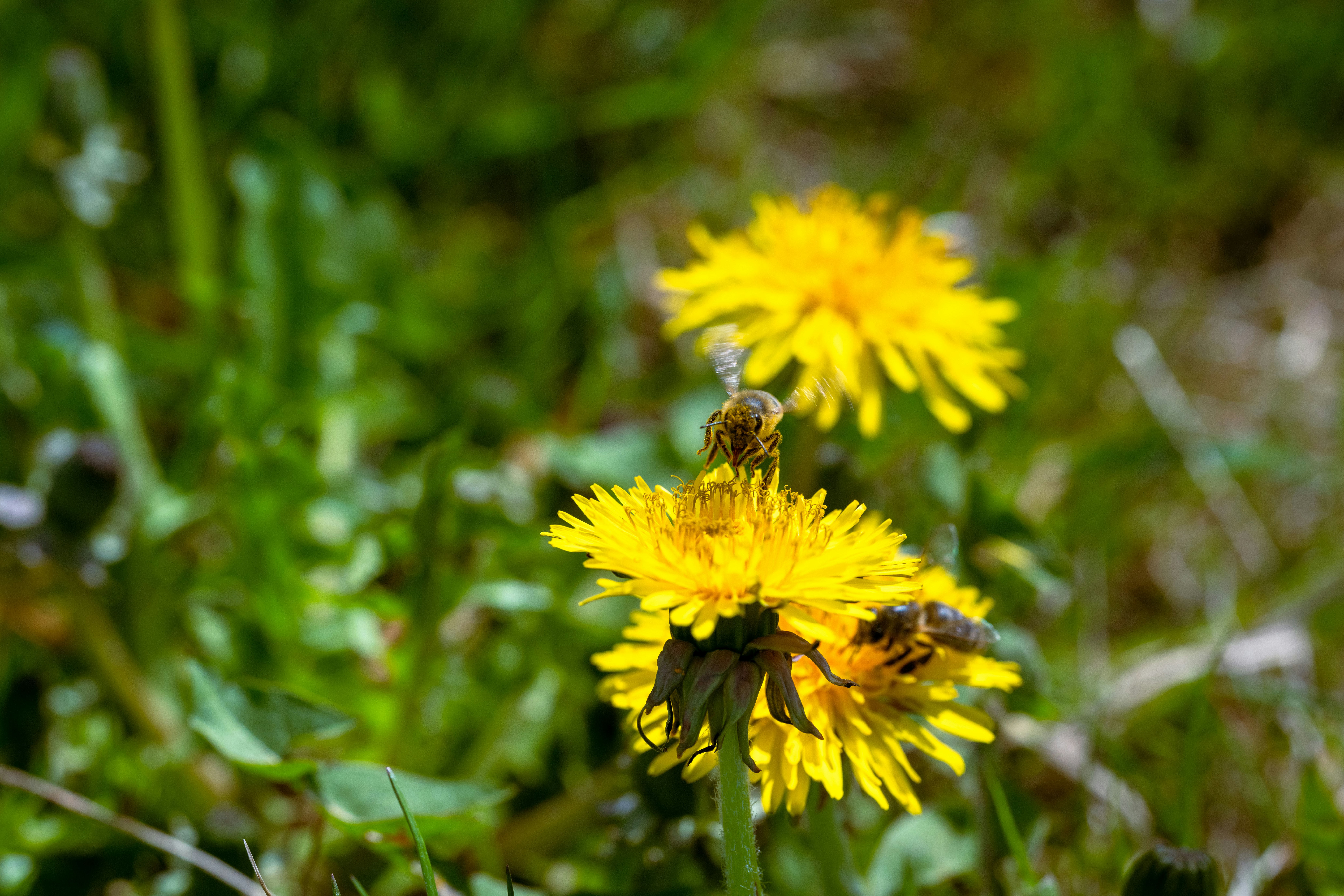 Bee-on-Flower: A Closer Dive into Yellow Bloom