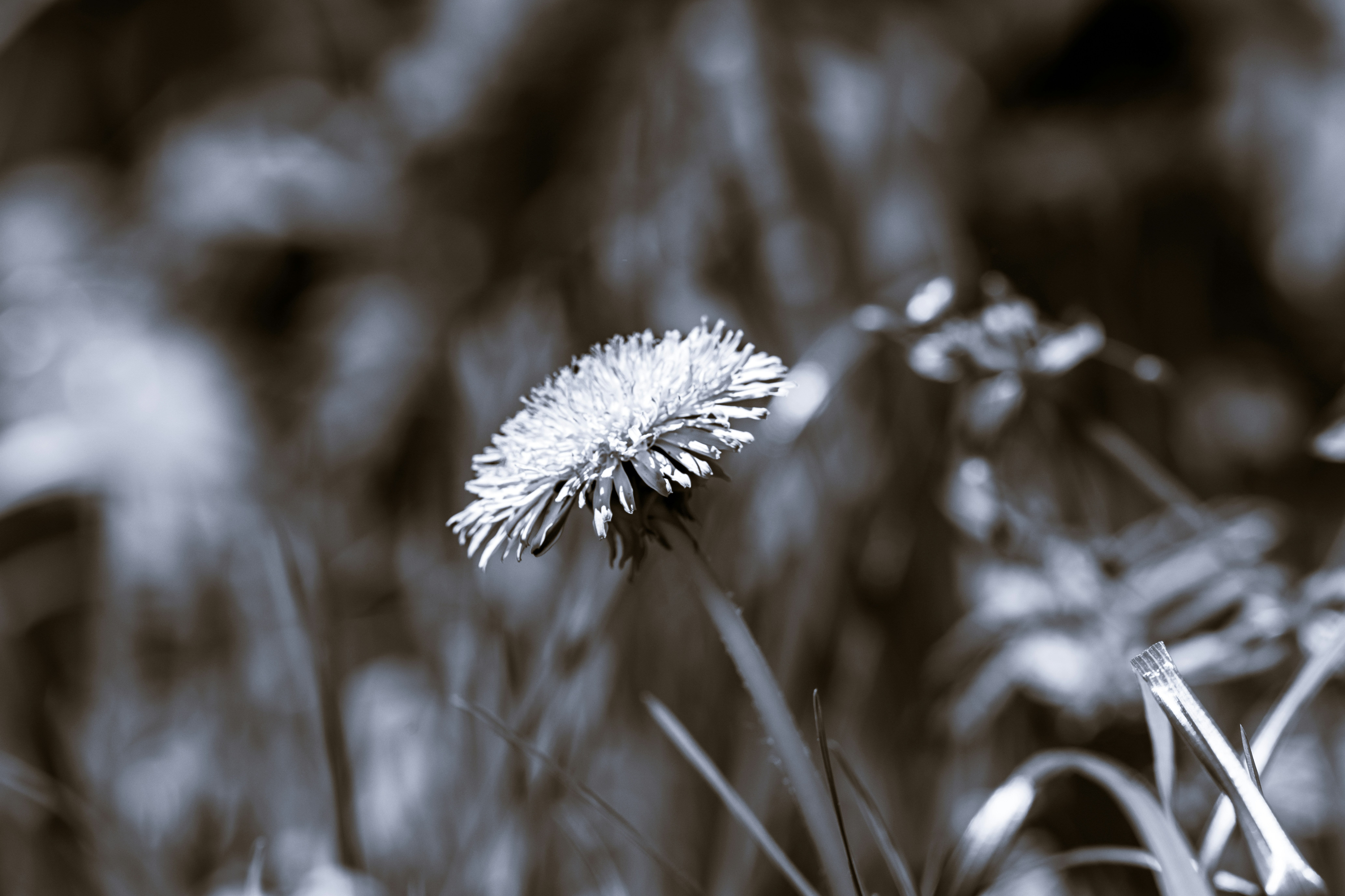 Close-Up Dandelion Head in Soft Monochrome Bokeh