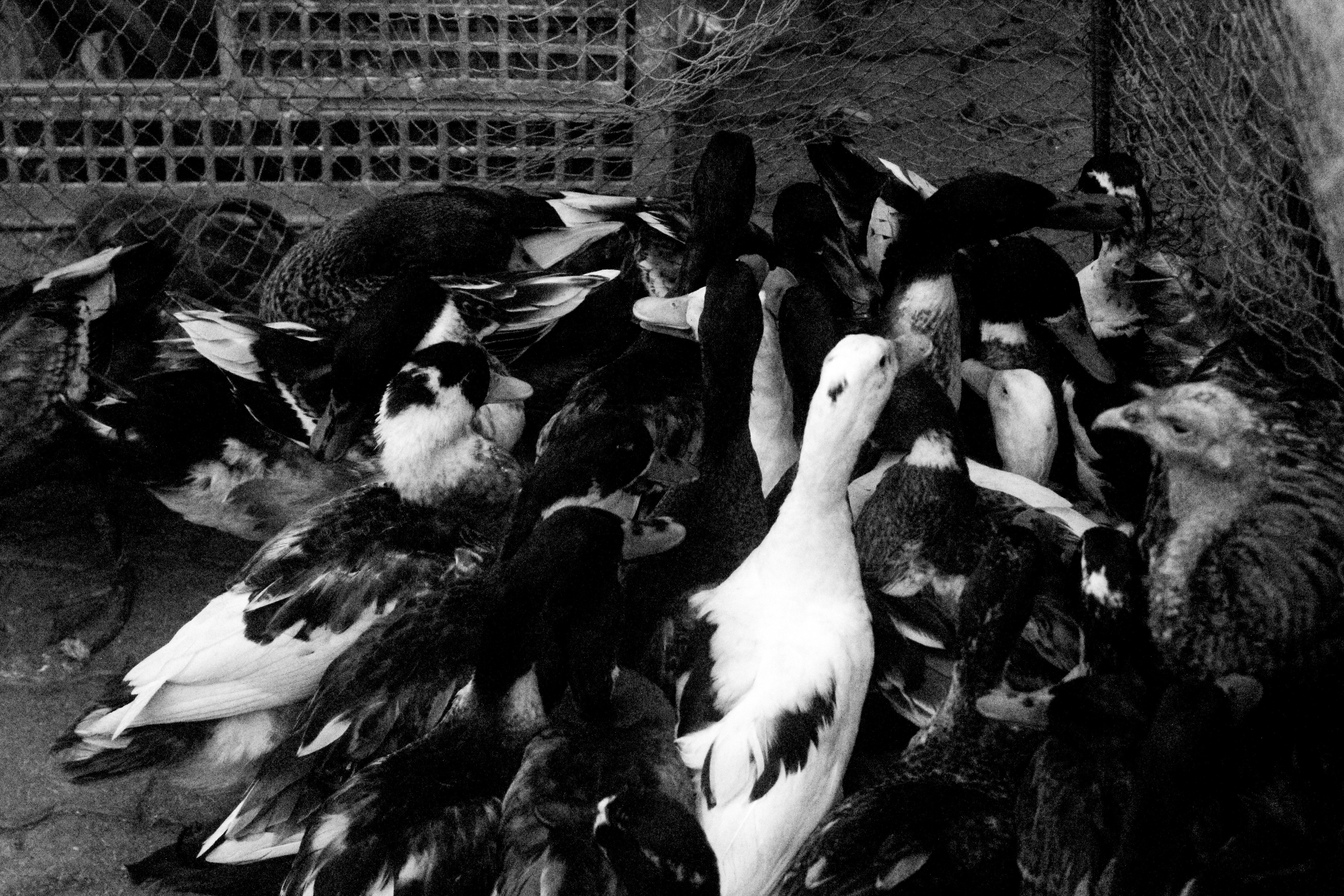 Feathered Flock in a Confined Wake