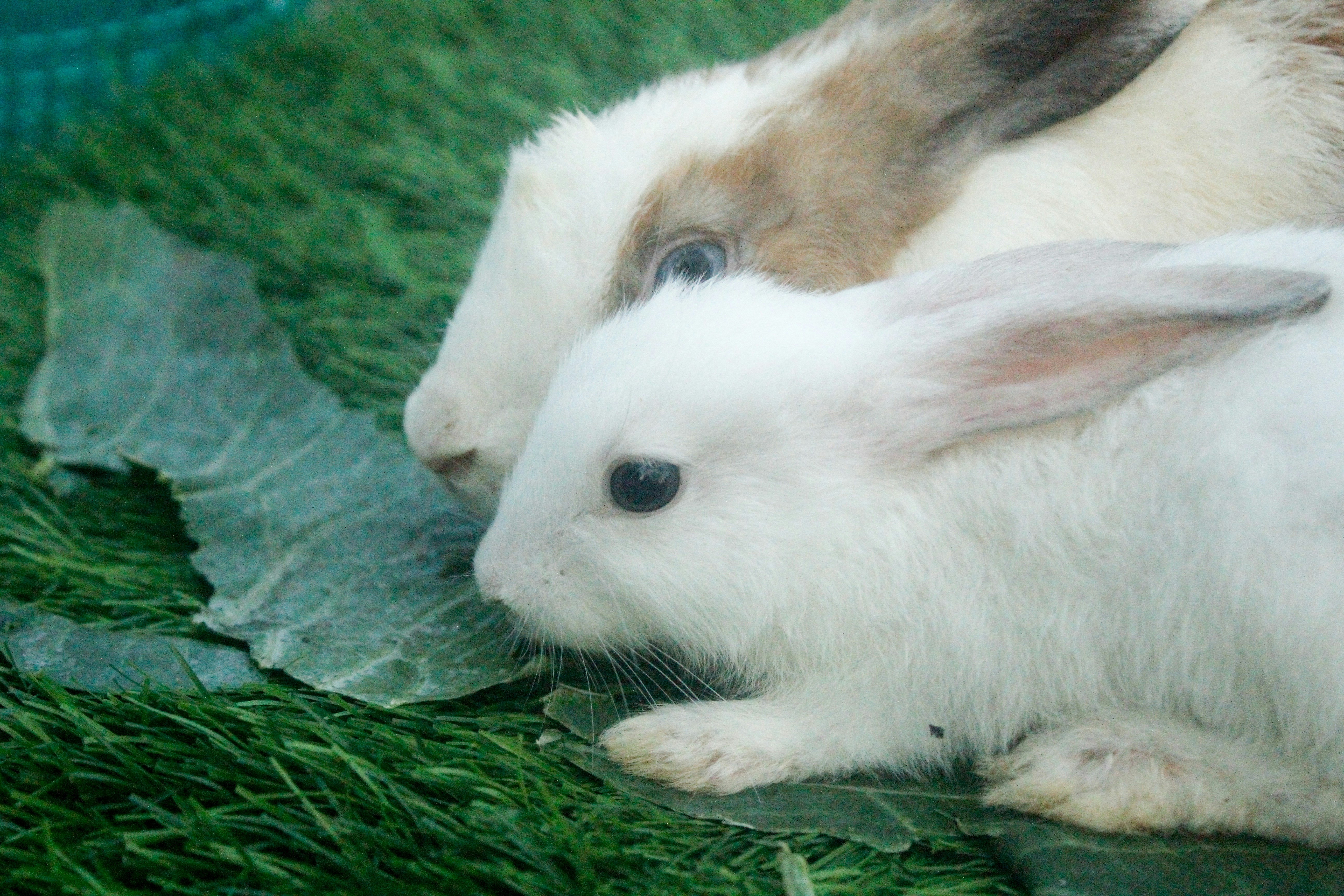Quiet Companionship: Pale Bunny Nuzzling Brown Friend
